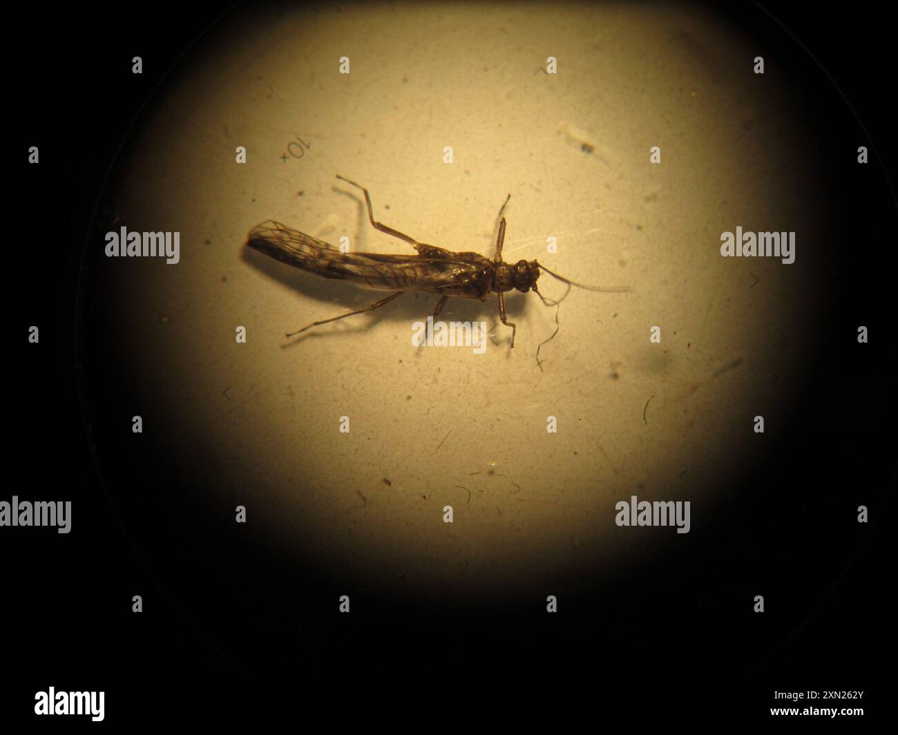 Stoneflies (Plecoptera) Insecta Stock Photo - Alamy