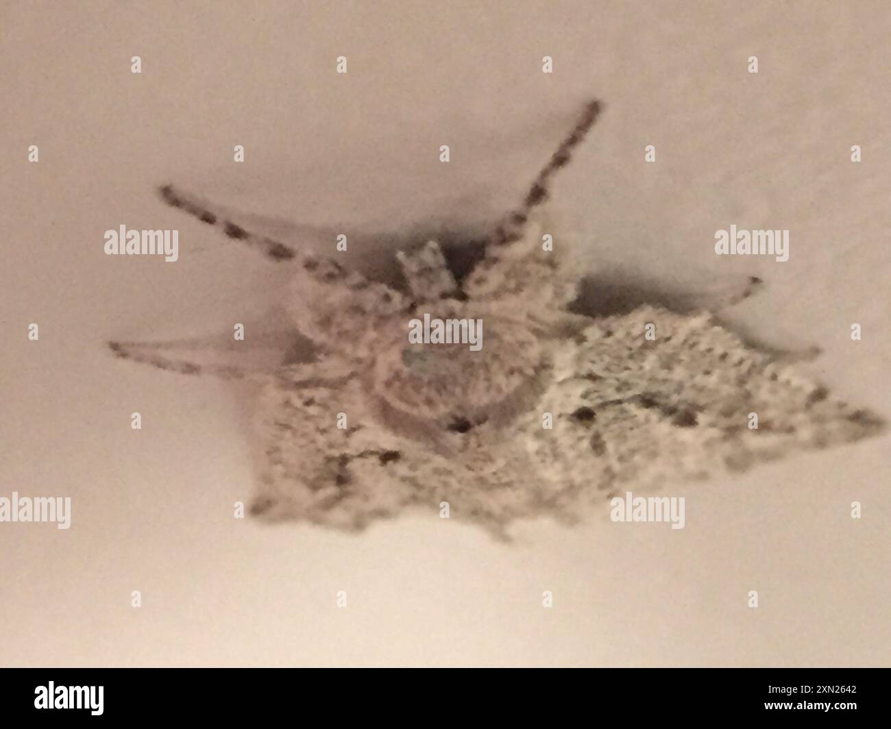 Declana hi-res stock photography and images - Alamy