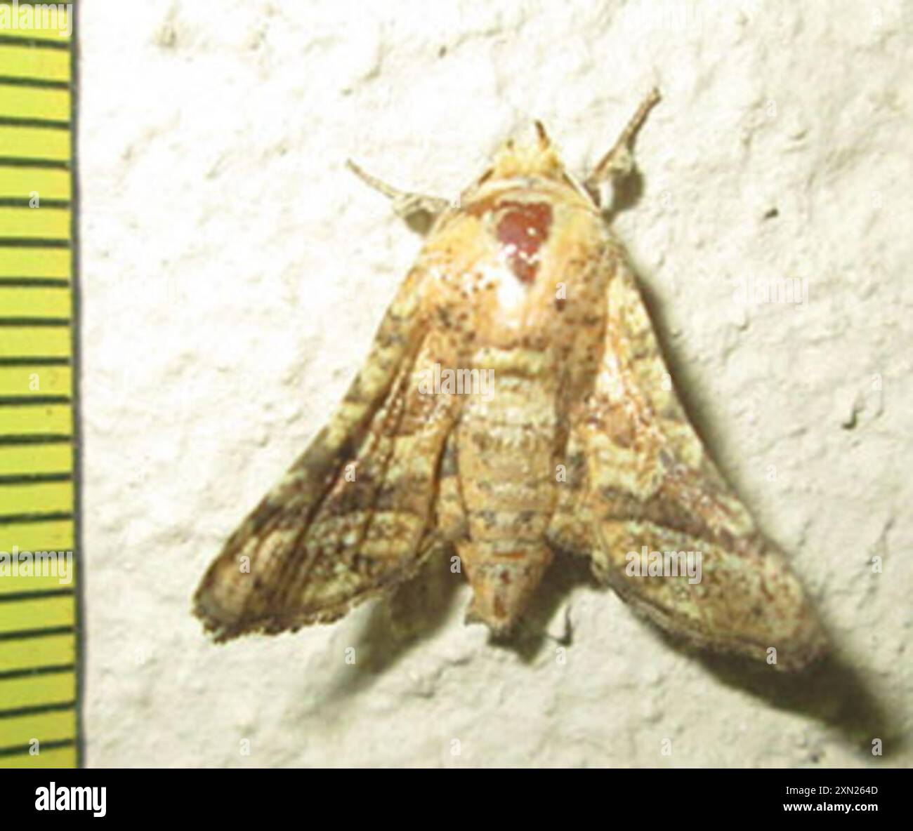 Eutelia hi-res stock photography and images - Alamy