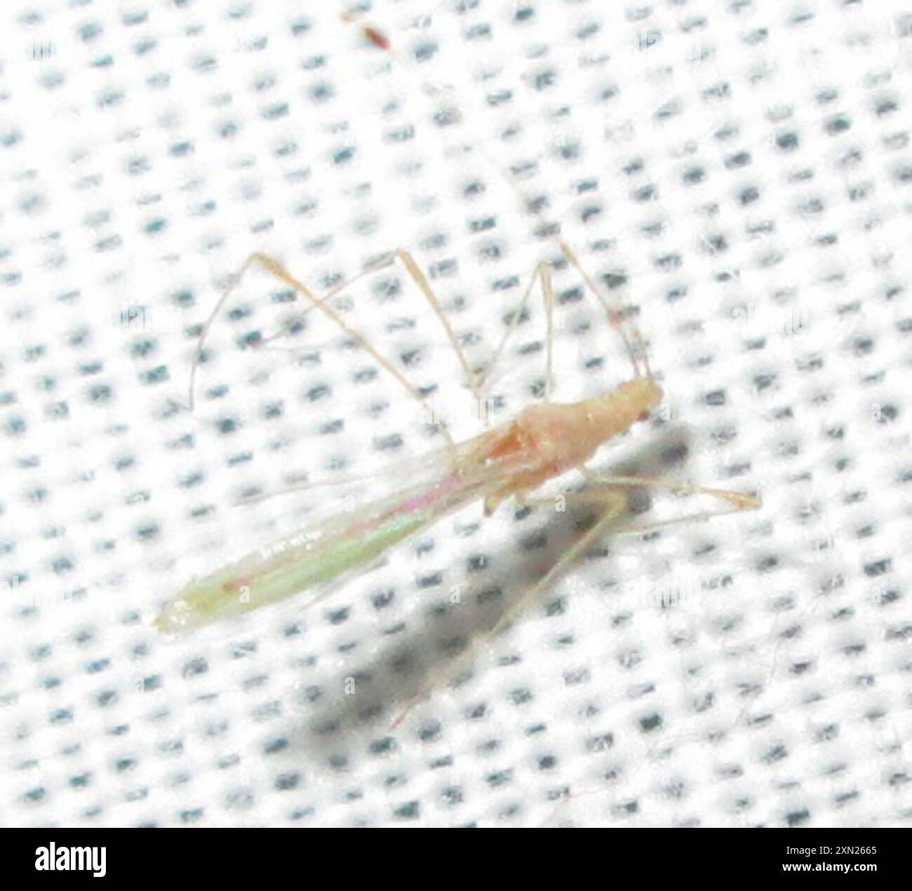 (Metacanthus mollis) Insecta Stock Photo - Alamy