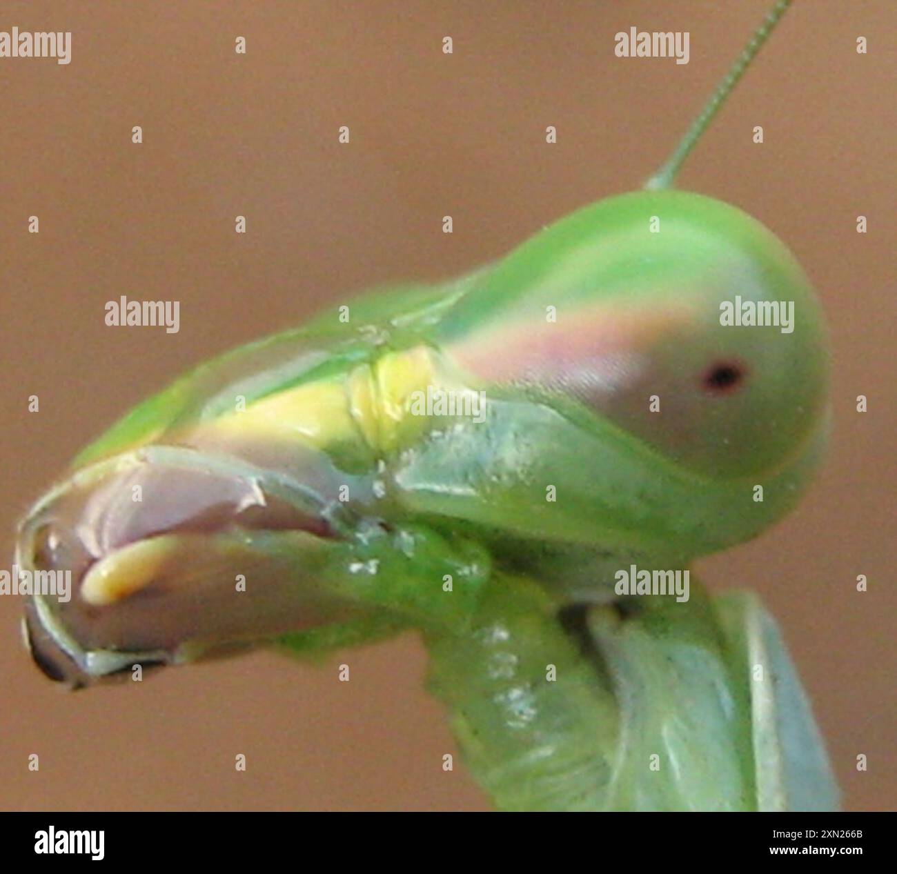 Common Green Mantis (Sphodromantis gastrica) Insecta Stock Photo - Alamy