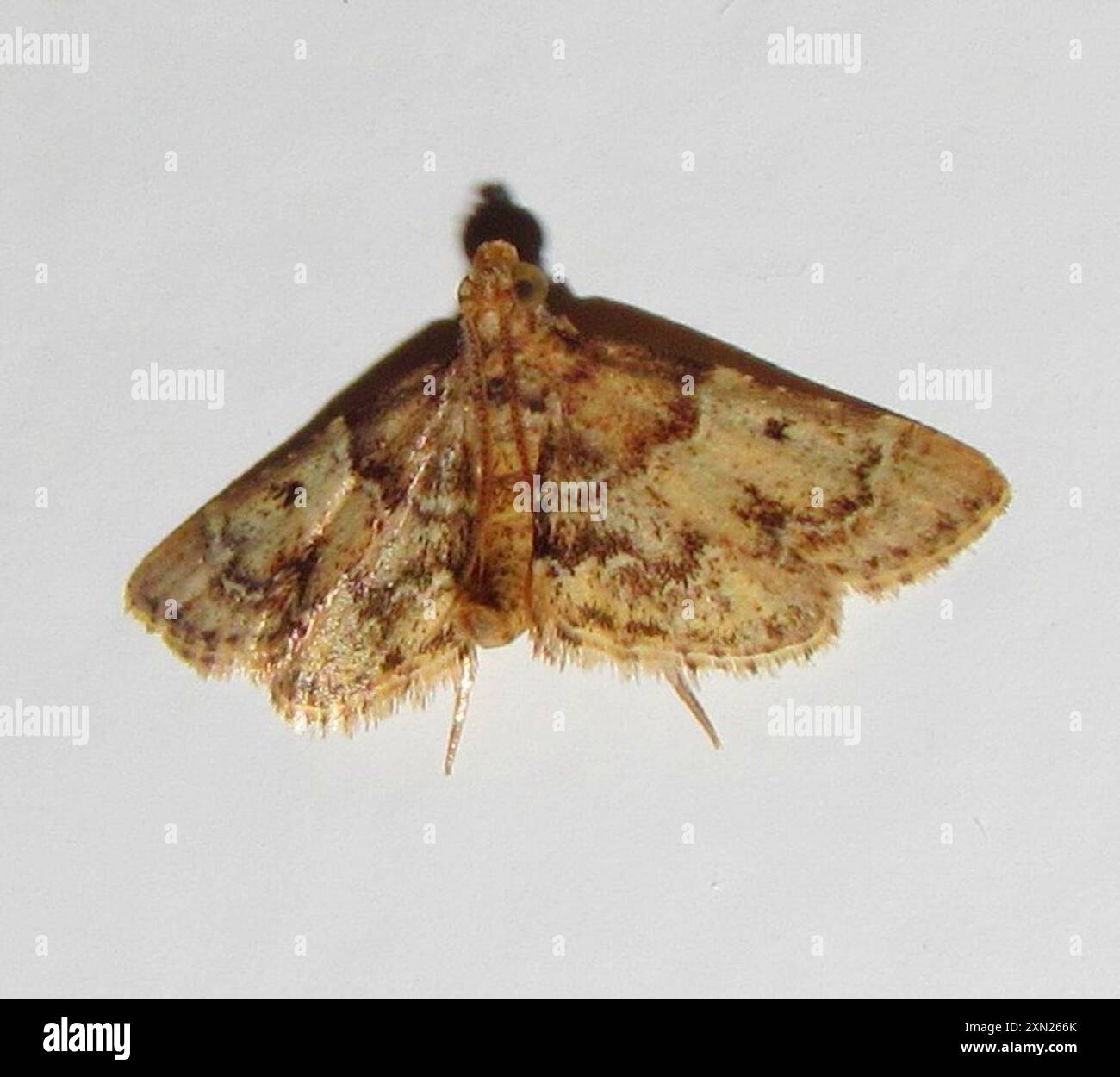 Tropical Meal Moth (Pyralis manihotalis) Insecta Stock Photo - Alamy
