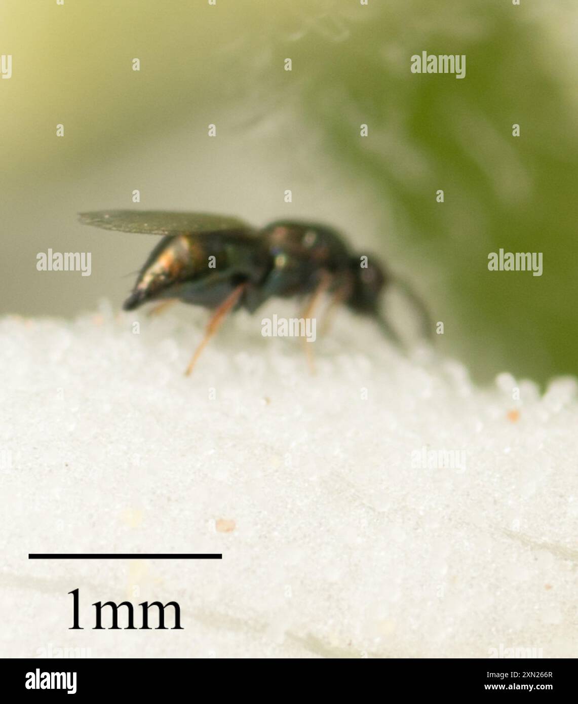 Chalcidoid Wasps (Chalcidoidea) Insecta Stock Photo - Alamy