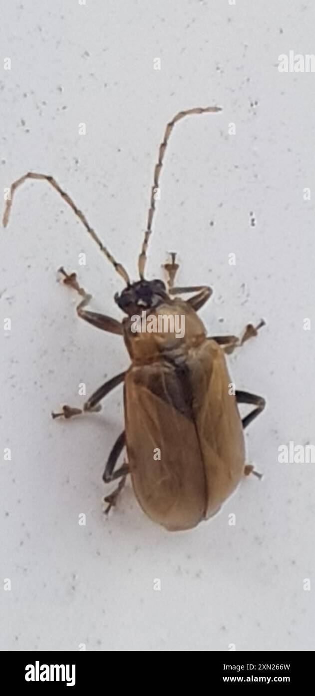 Heather Beetle (Lochmaea suturalis) Insecta Stock Photo - Alamy