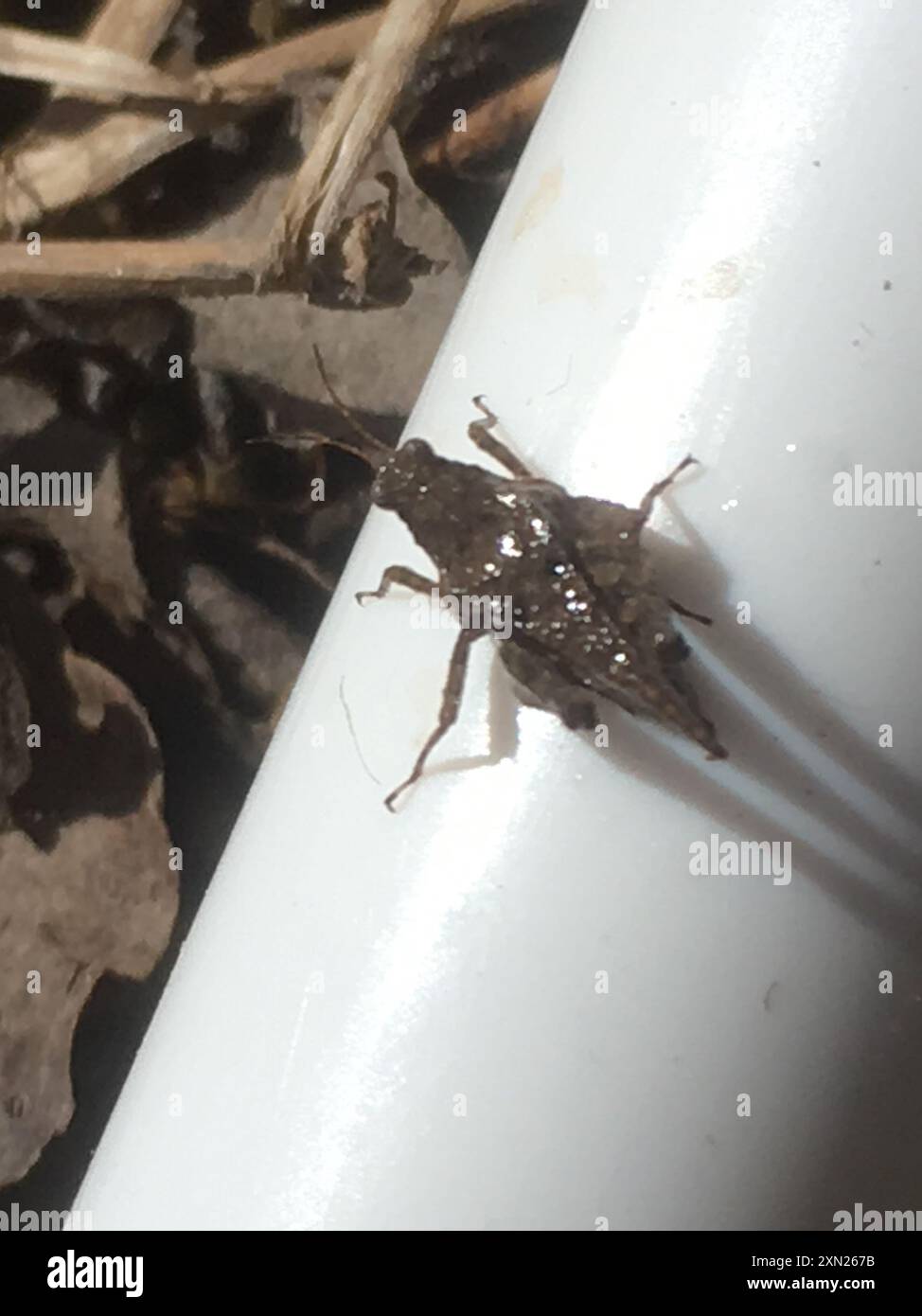 Pygmy Grasshoppers (Tetrigidae) Insecta Stock Photo - Alamy