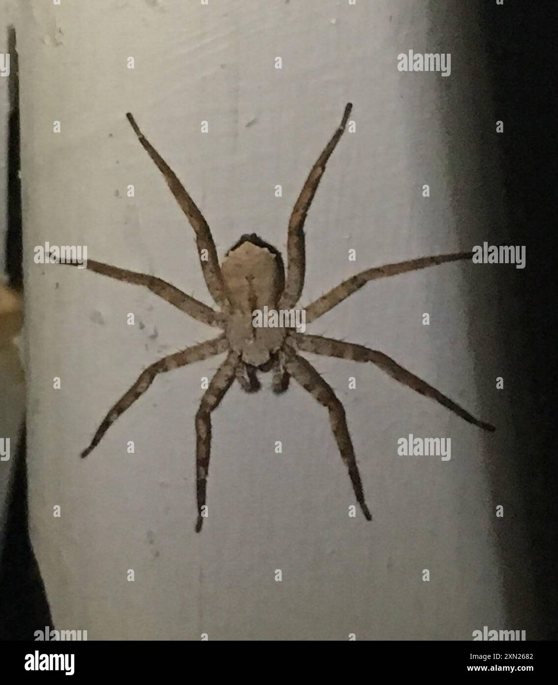 (Selenops submaculosus) Arachnida Stock Photo - Alamy