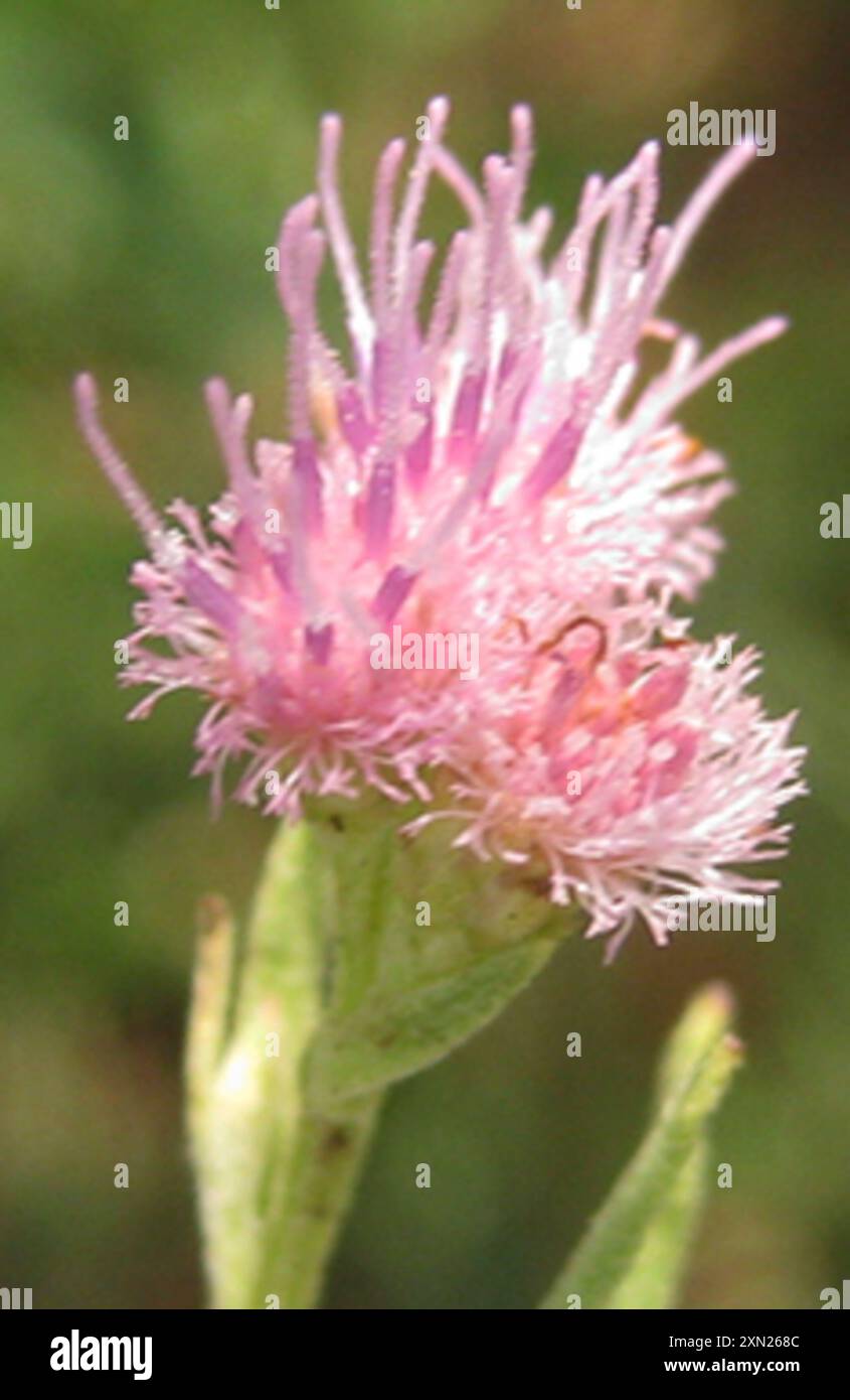 Dwarf Sage (Litogyne gariepina) Plantae Stock Photo - Alamy