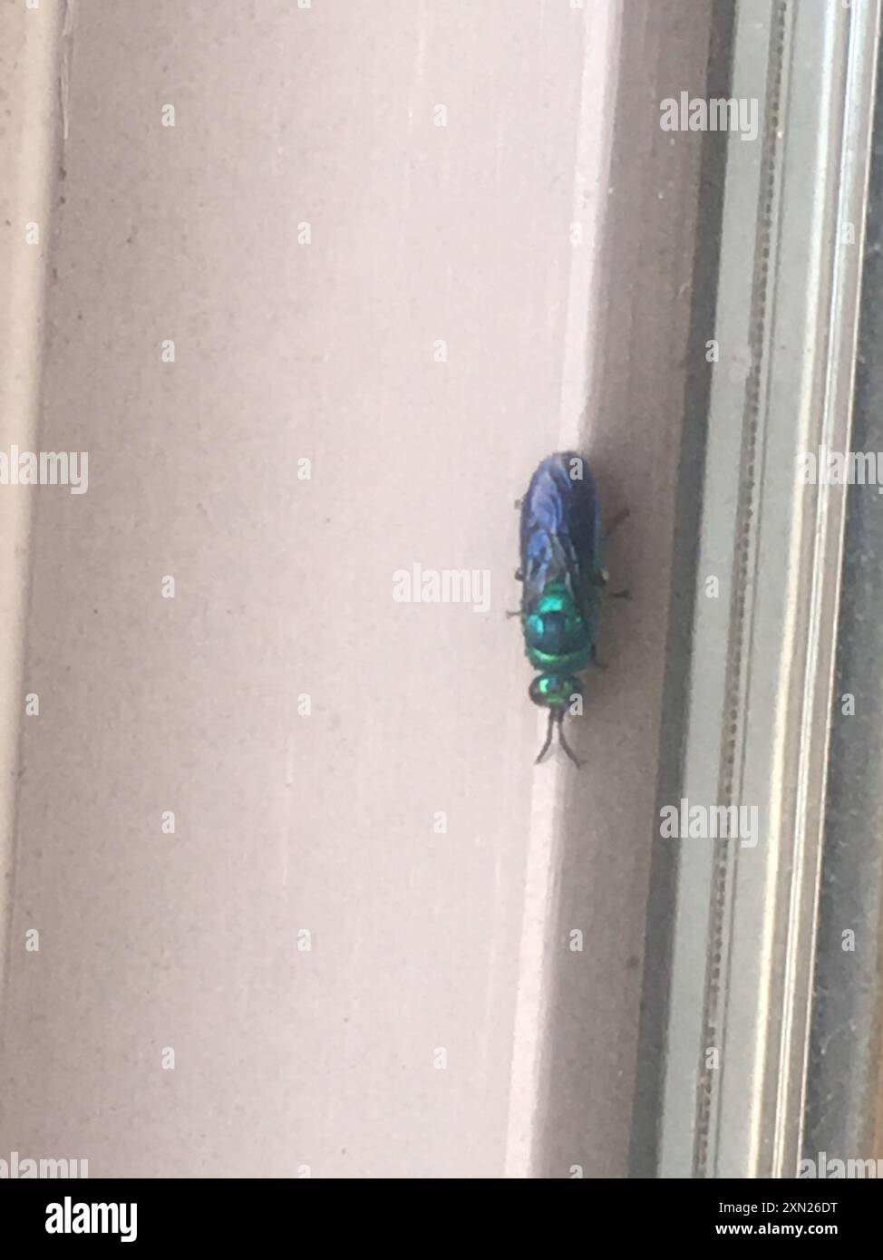 Cuckoo Wasps (Chrysididae) Insecta Stock Photo - Alamy