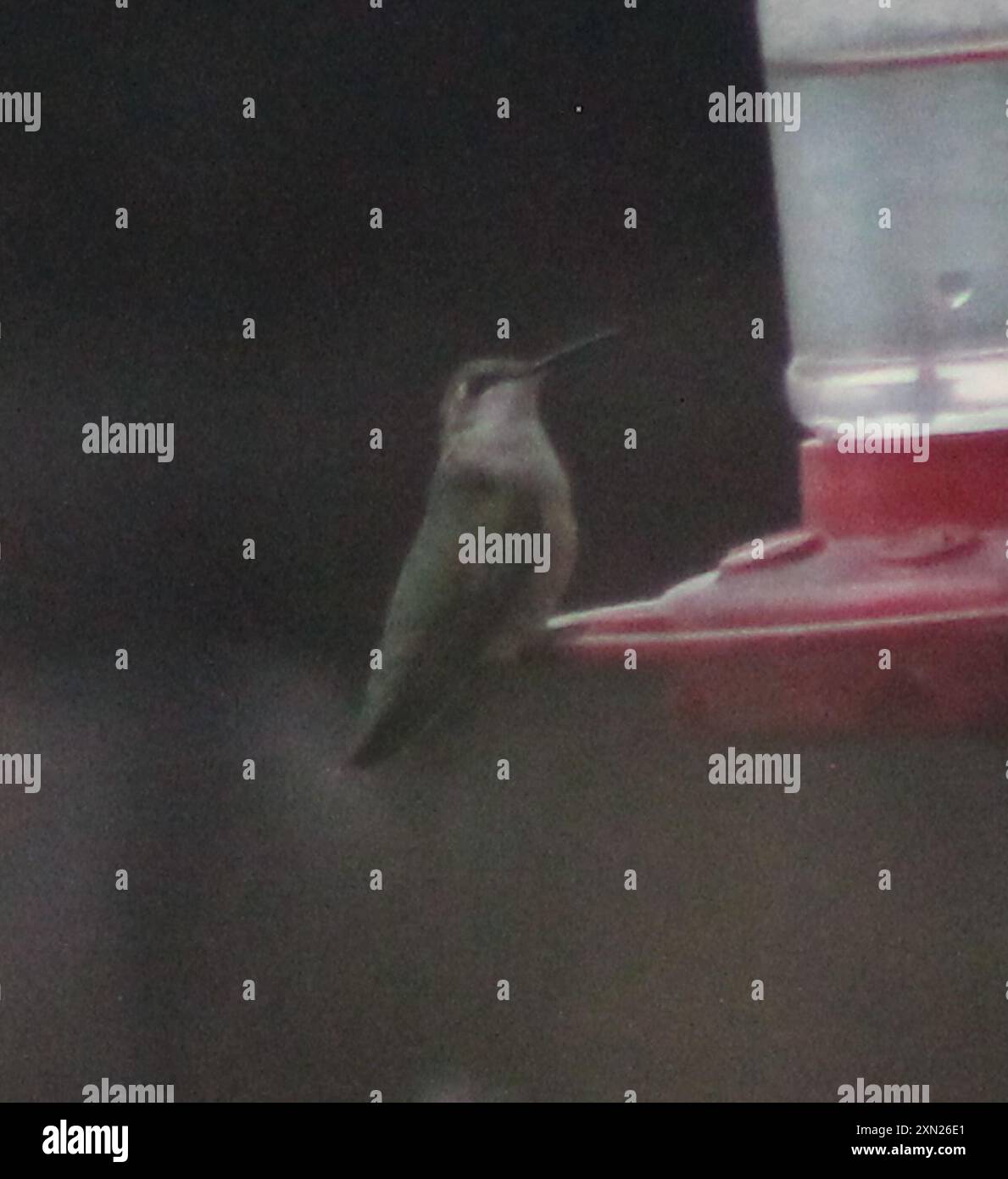 Ruby-throated Hummingbird (Archilochus colubris) Aves Stock Photo - Alamy