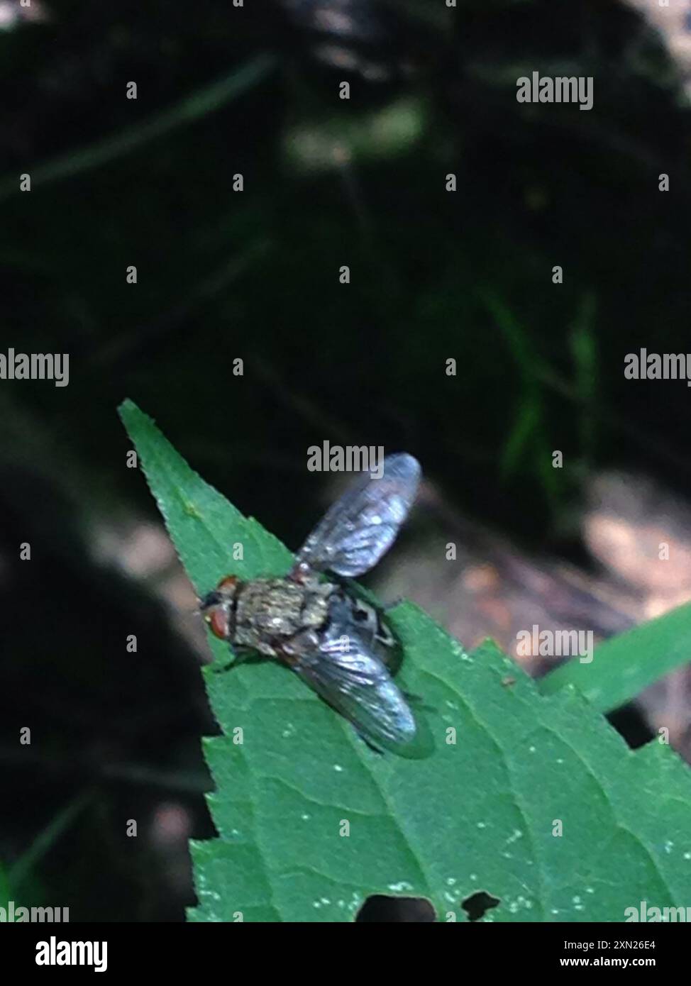 Bot Flies, Blow Flies, and Allies (Oestroidea) Insecta Stock Photo - Alamy