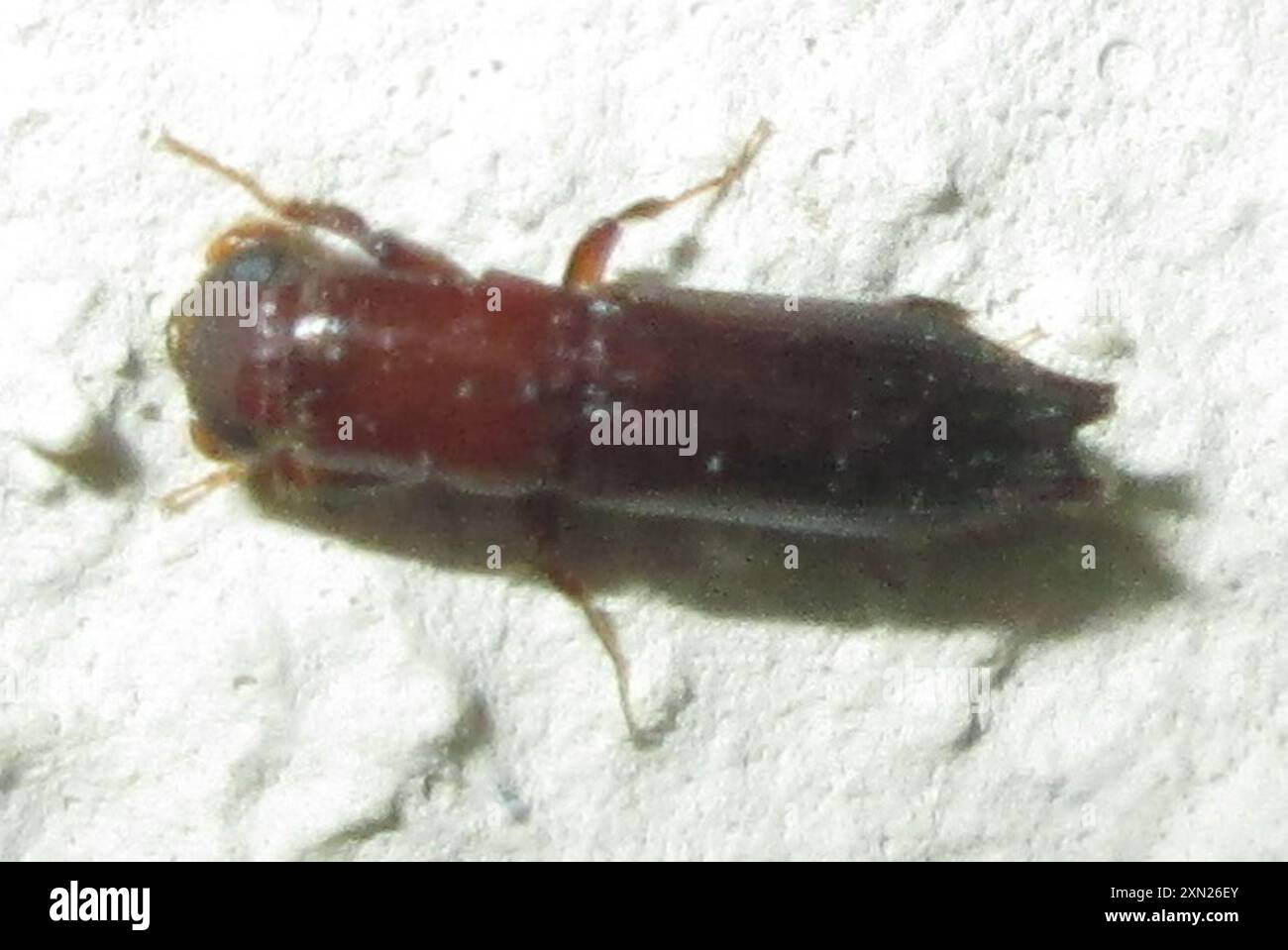 Pinhole Borer Beetles (Platypodinae) Insecta Stock Photo - Alamy