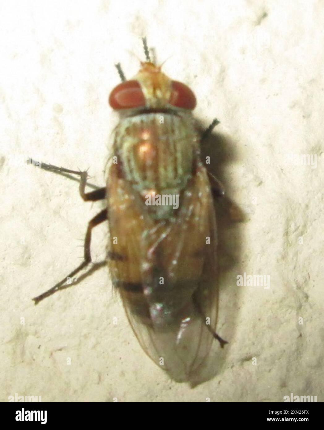 Nose Flies (Rhiniidae) Insecta Stock Photo - Alamy