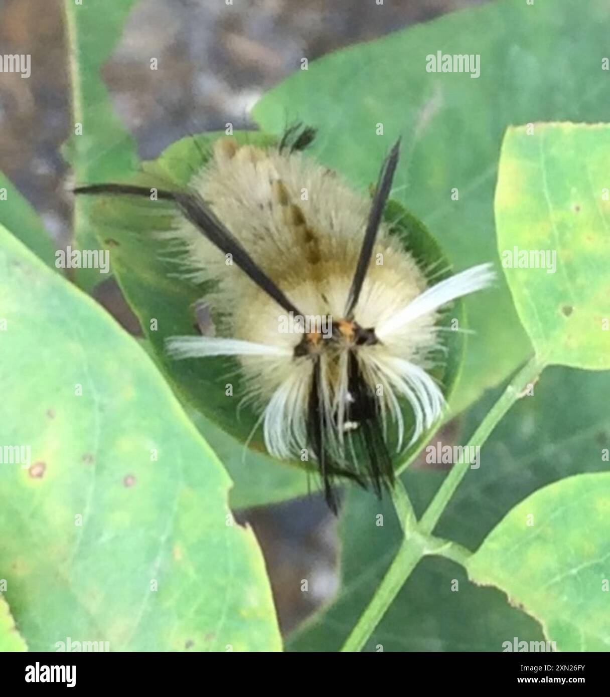 Banded Tussock Moth (Halysidota tessellaris) Insecta Stock Photo - Alamy