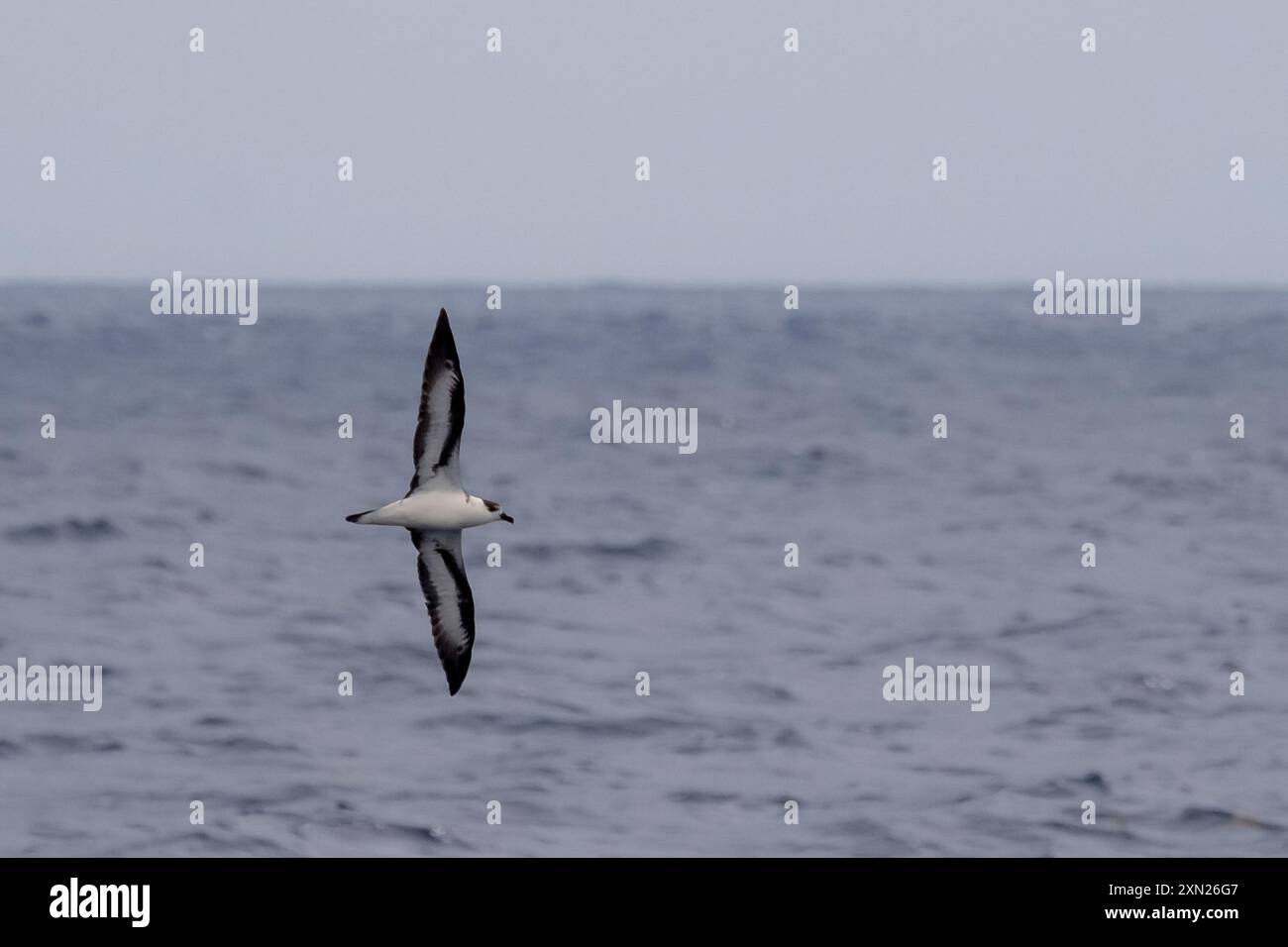 Black-capped Petrel (Pterodroma hasitata) Aves Stock Photo - Alamy