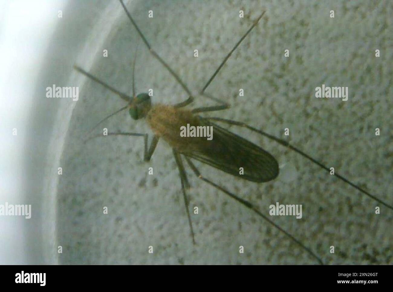 Common house mosquito (Culex pipiens) Insecta Stock Photo - Alamy