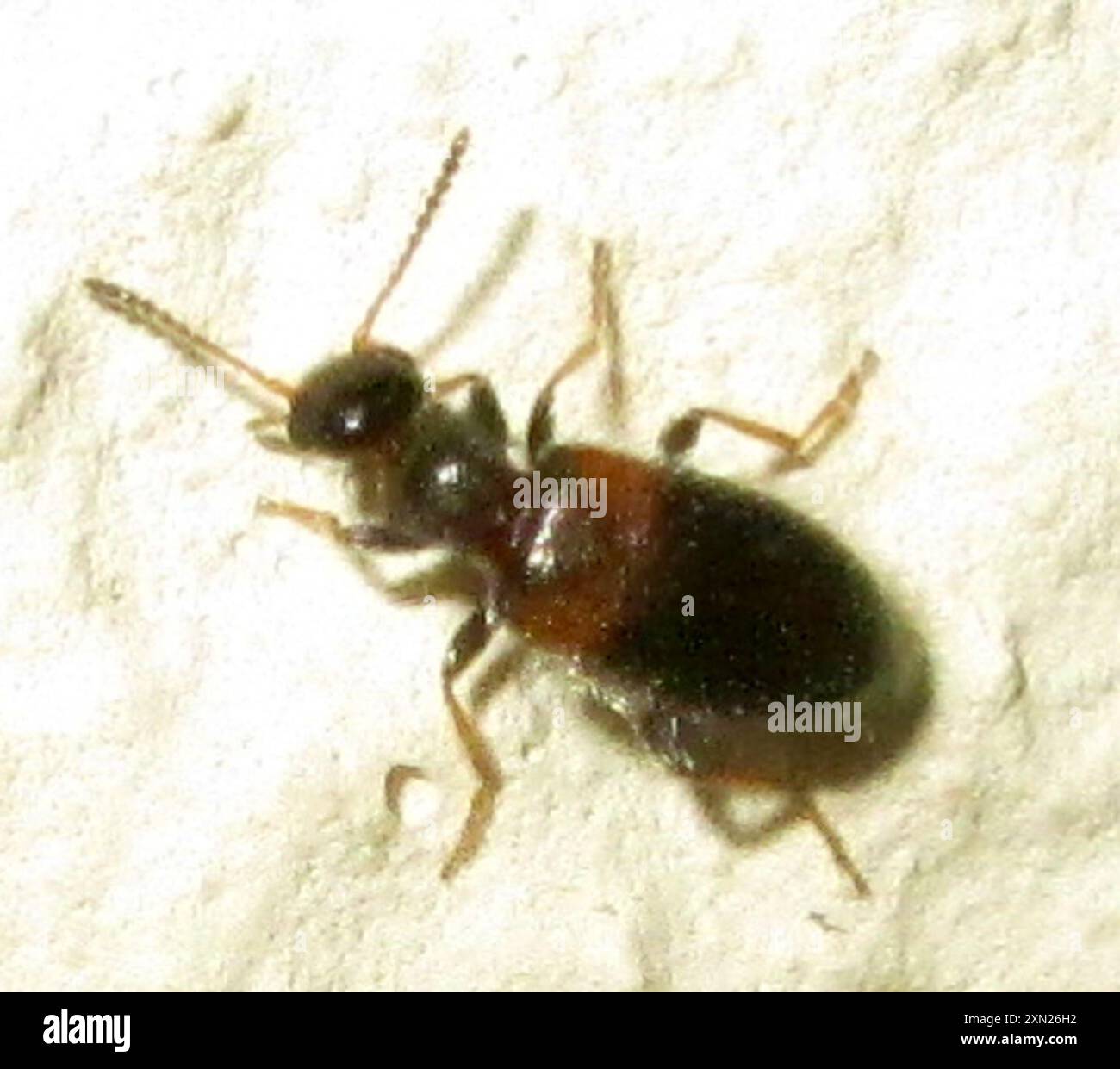 Ant-like Flower Beetles (Anthicidae) Insecta Stock Photo - Alamy