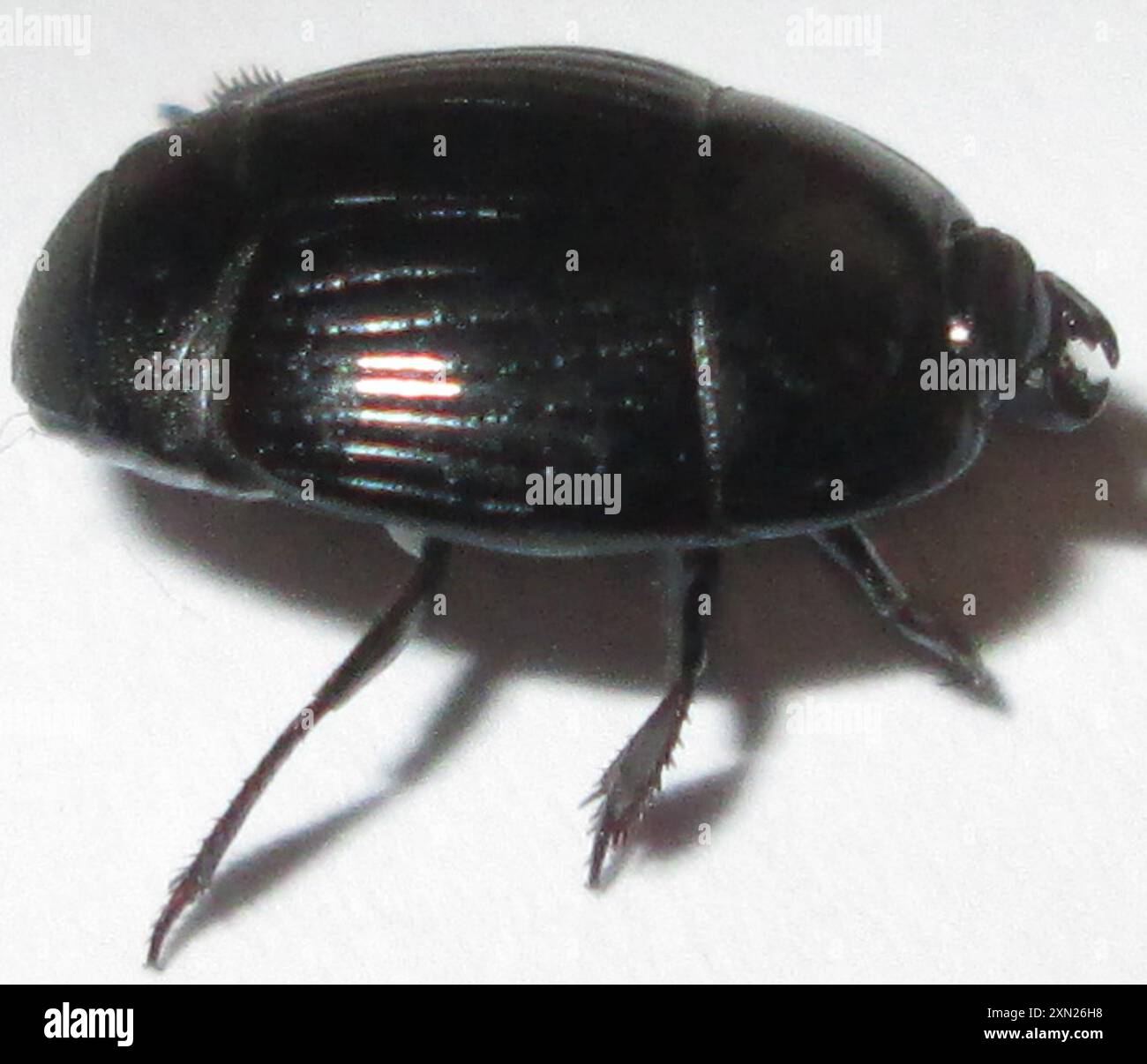 Hister Beetles (Histeridae) Insecta Stock Photo - Alamy