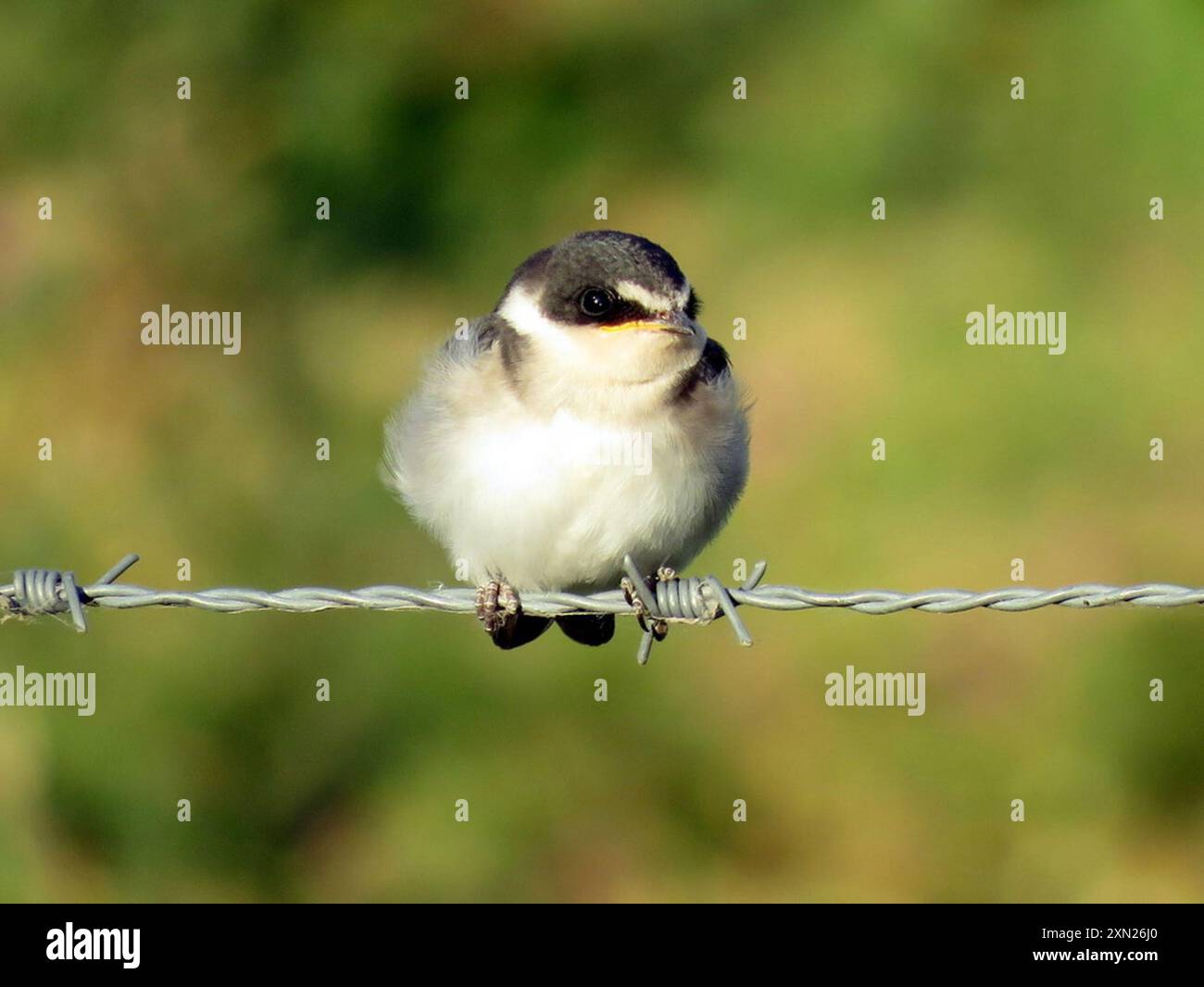 White rumped swallow hi-res stock photography and images - Alamy