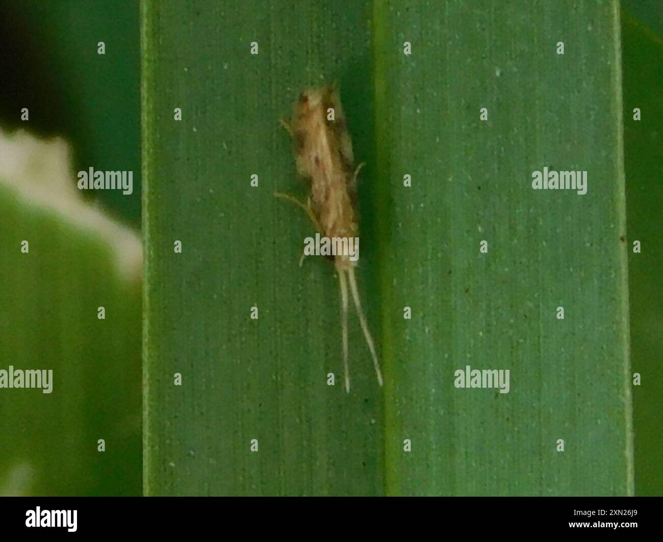 Microcaddisflies (Hydroptilidae) Insecta Stock Photo - Alamy