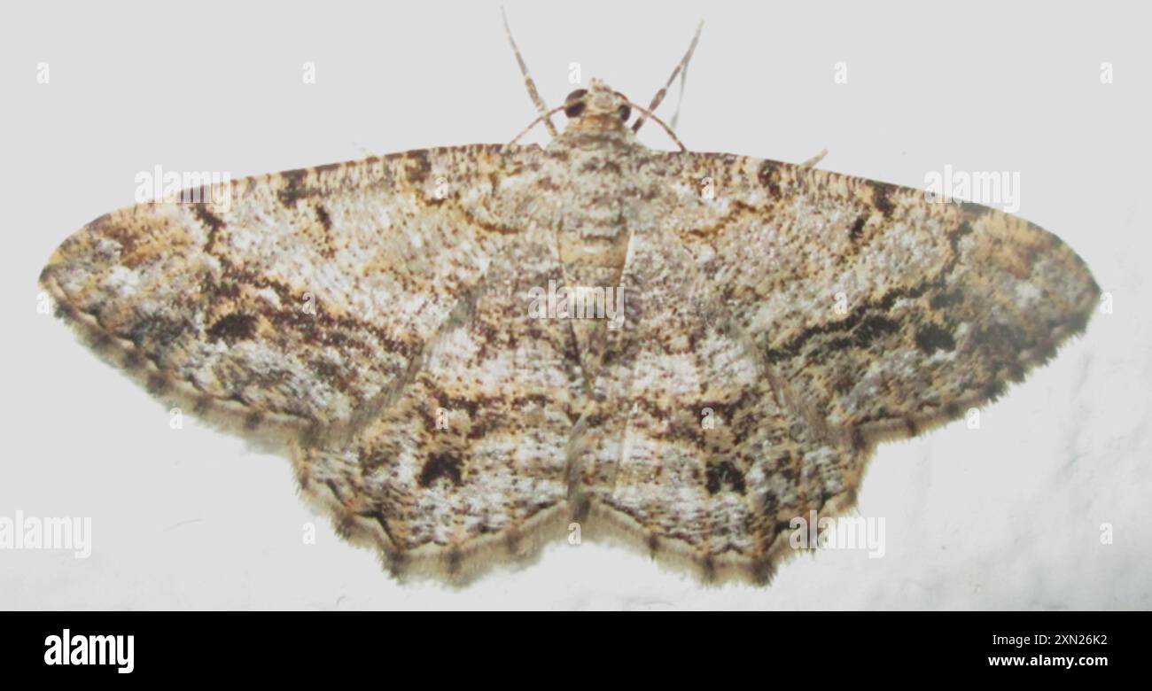 Geometer Moths (Geometridae) Insecta Stock Photo - Alamy