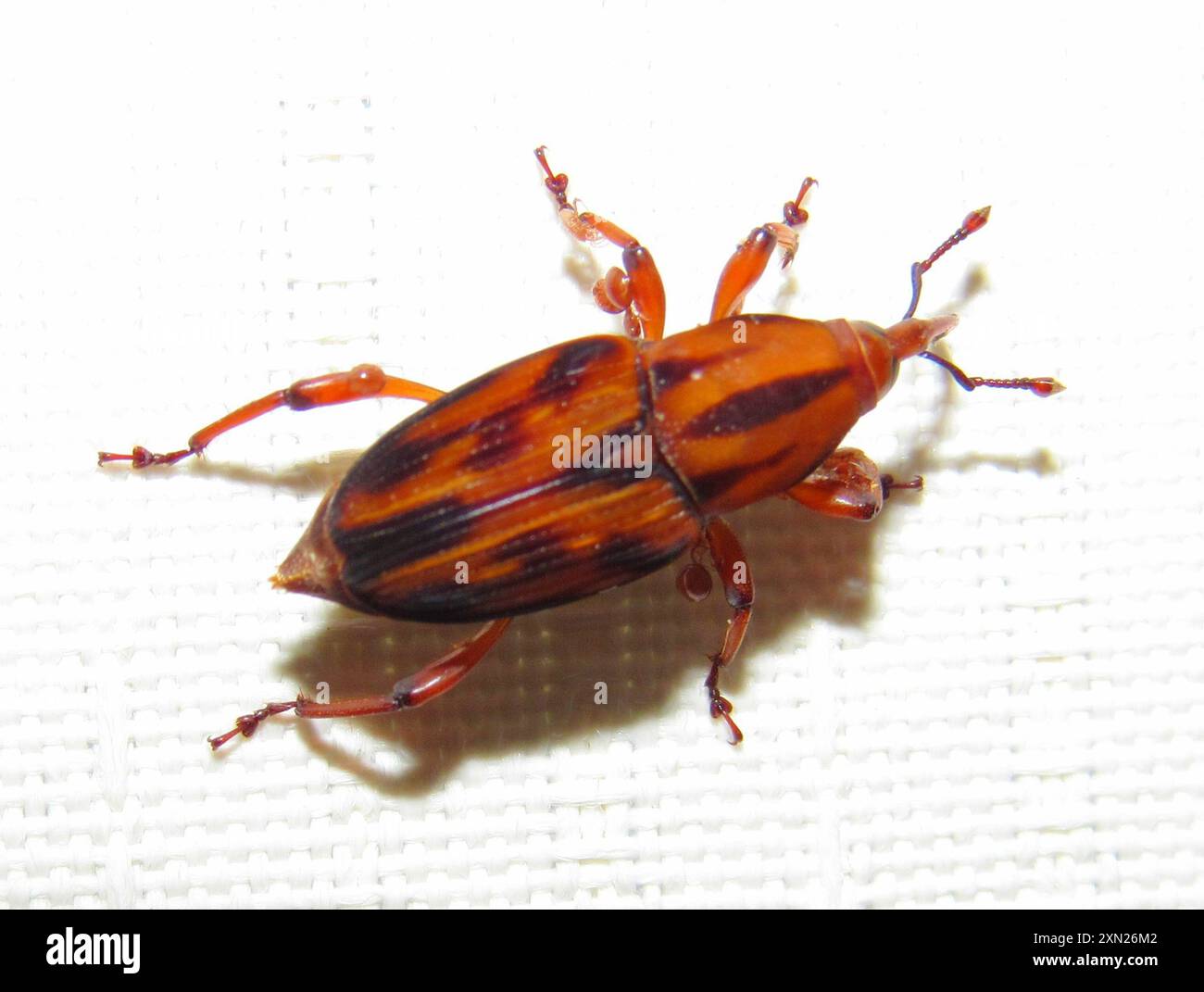Silky Cane Weevil (Metamasius hemipterus) Insecta Stock Photo - Alamy