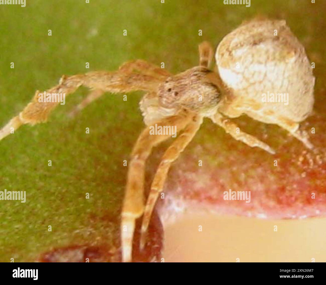 Feather-legged Spiders (Uloborus) Arachnida Stock Photo - Alamy