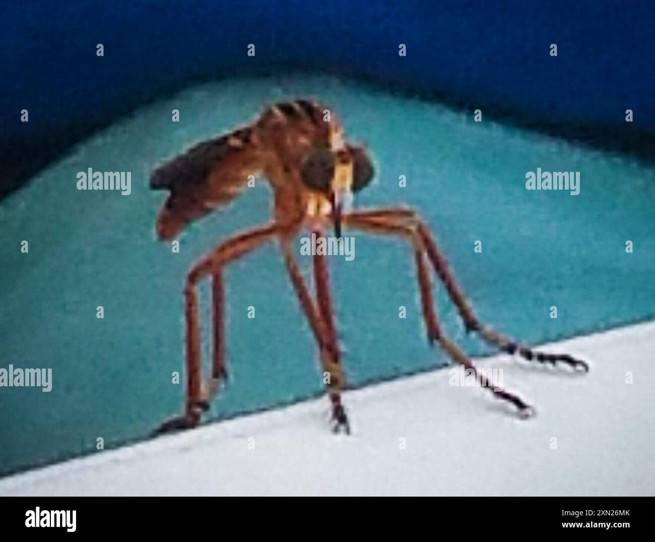 Plain-tailed Hanging Thief (Diogmites neoternatus) Insecta Stock Photo ...