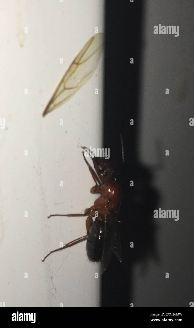 Florida Carpenter Ant (Camponotus floridanus) Insecta Stock Photo - Alamy