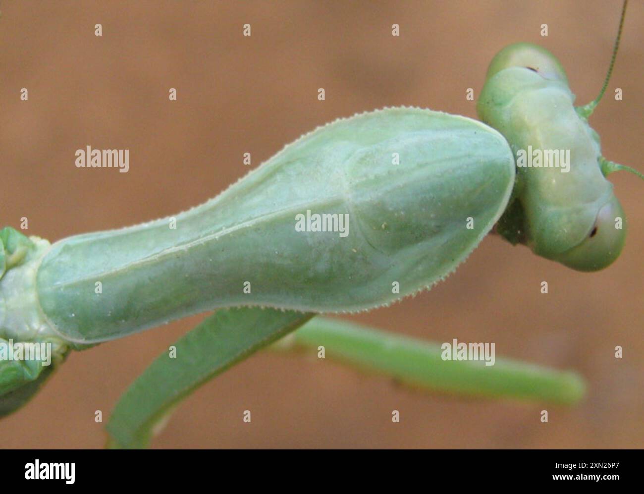 Common Green Mantis (Sphodromantis gastrica) Insecta Stock Photo - Alamy
