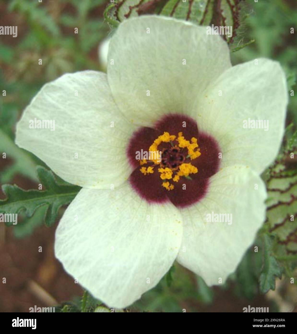 flower-of-an-hour (Hibiscus trionum) Plantae Stock Photo - Alamy