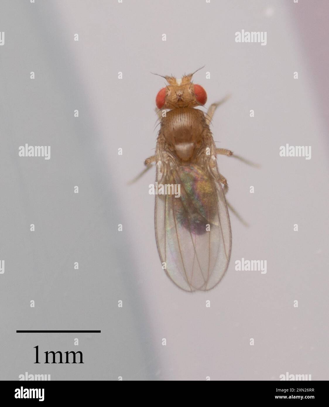 Common Fruit Fly (Drosophila melanogaster) Insecta Stock Photo - Alamy