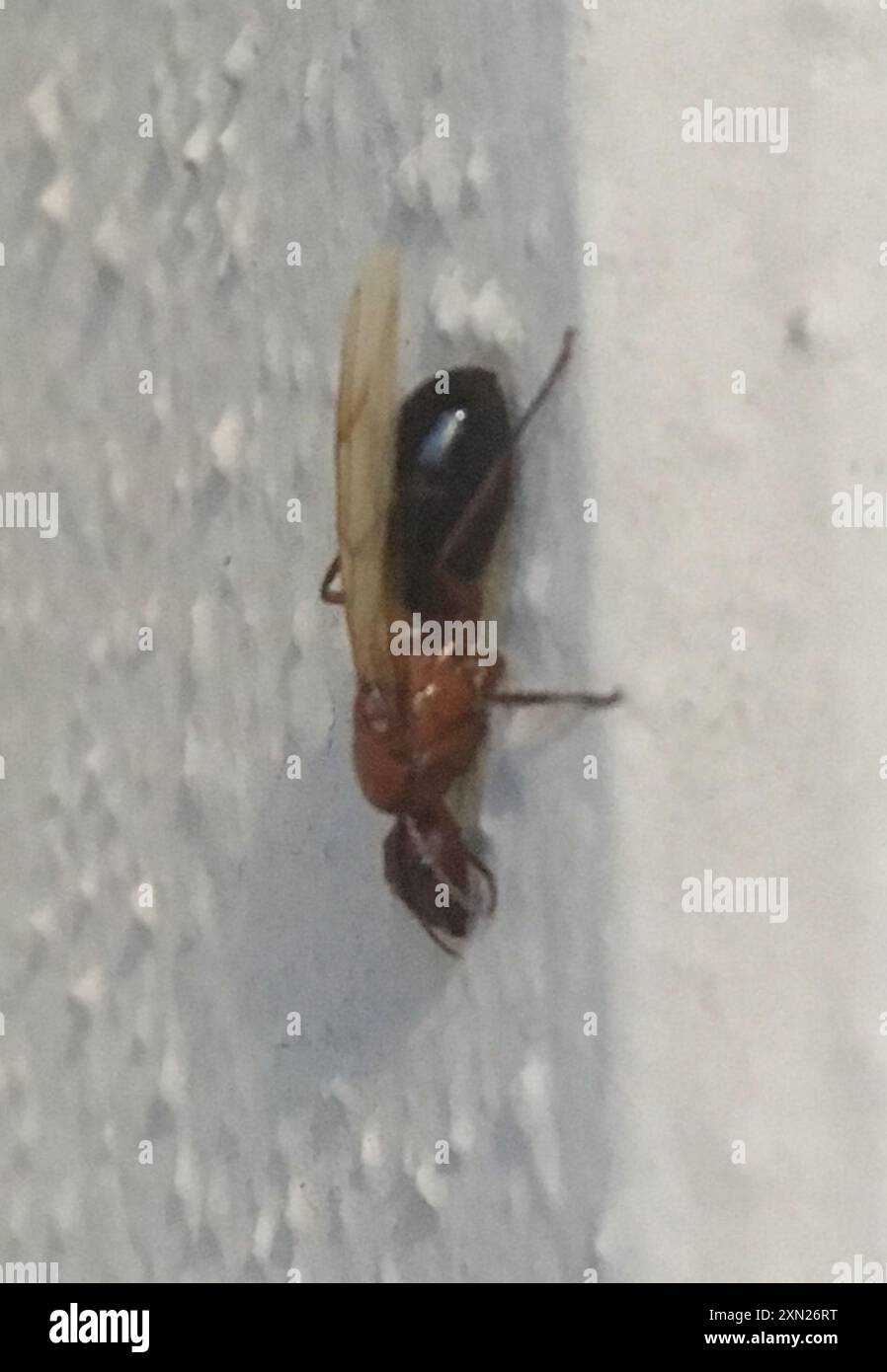 Florida Carpenter Ant (Camponotus floridanus) Insecta Stock Photo - Alamy