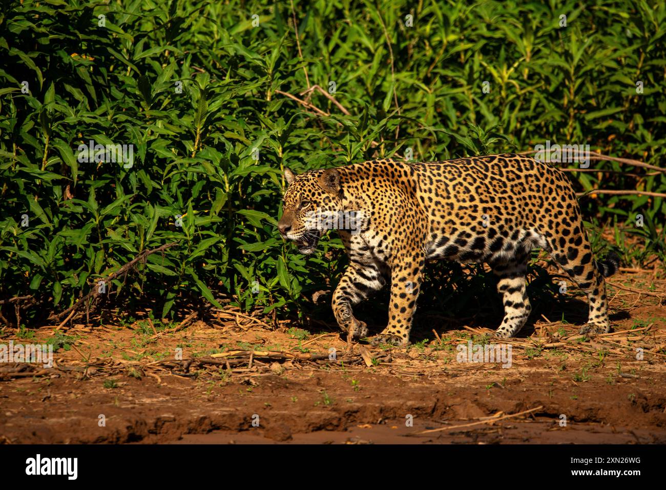 Jaguar, the biggest South American cat, Meeting of Waters Park the best ...