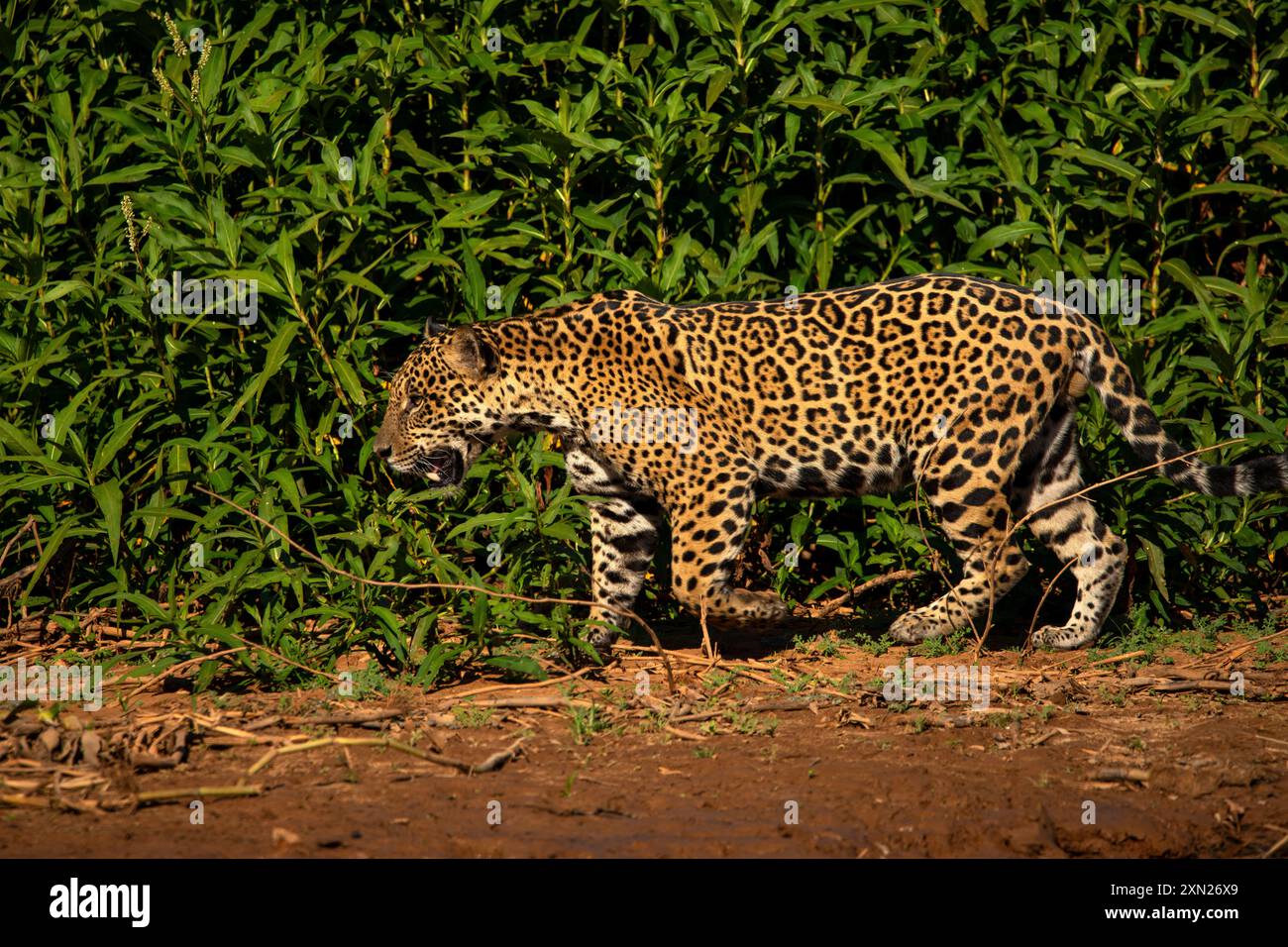 Jaguar, the biggest South American cat, Meeting of Waters Park the best ...