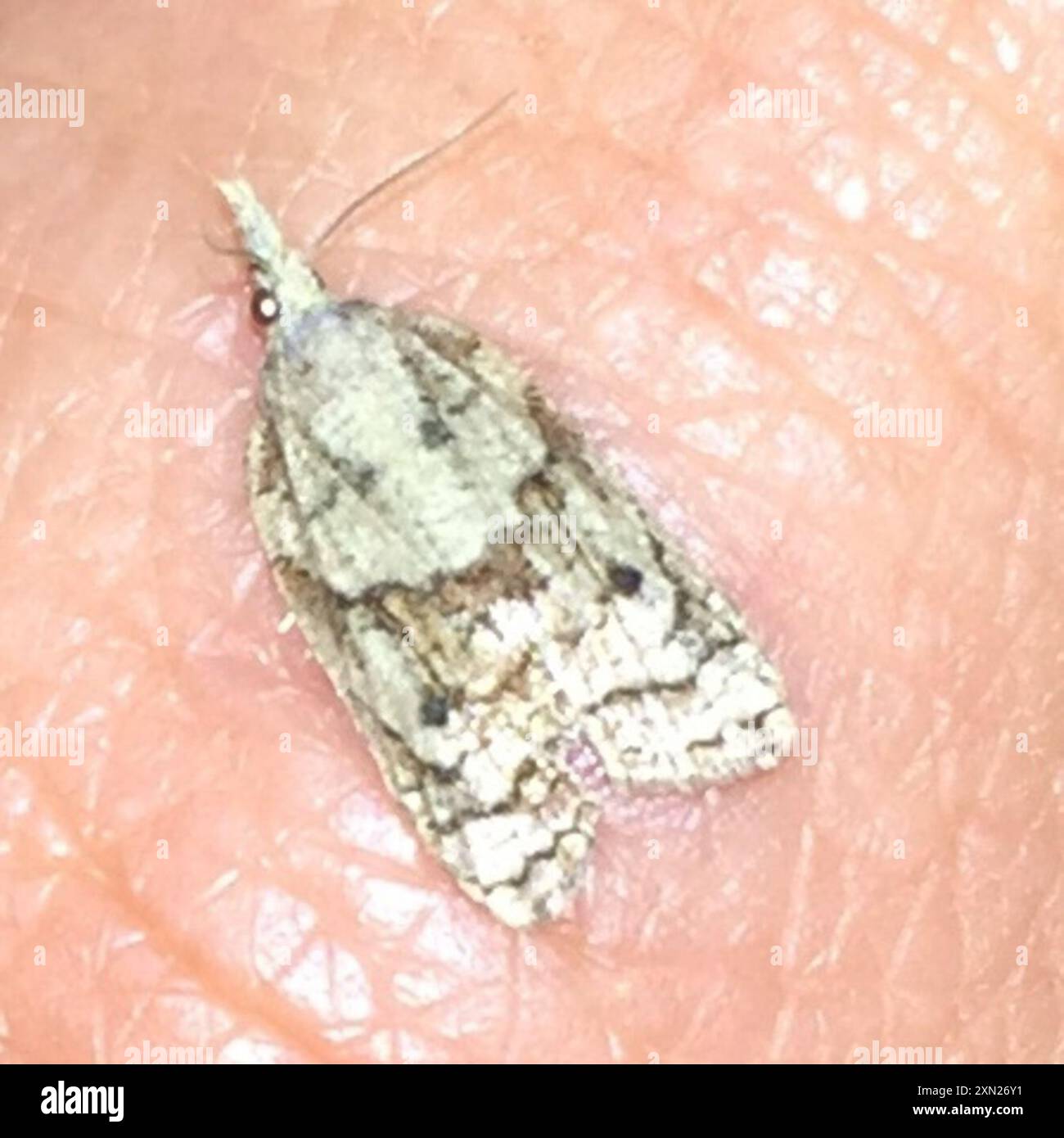 Tortricine Leafroller Moths (Tortricinae) Insecta Stock Photo - Alamy