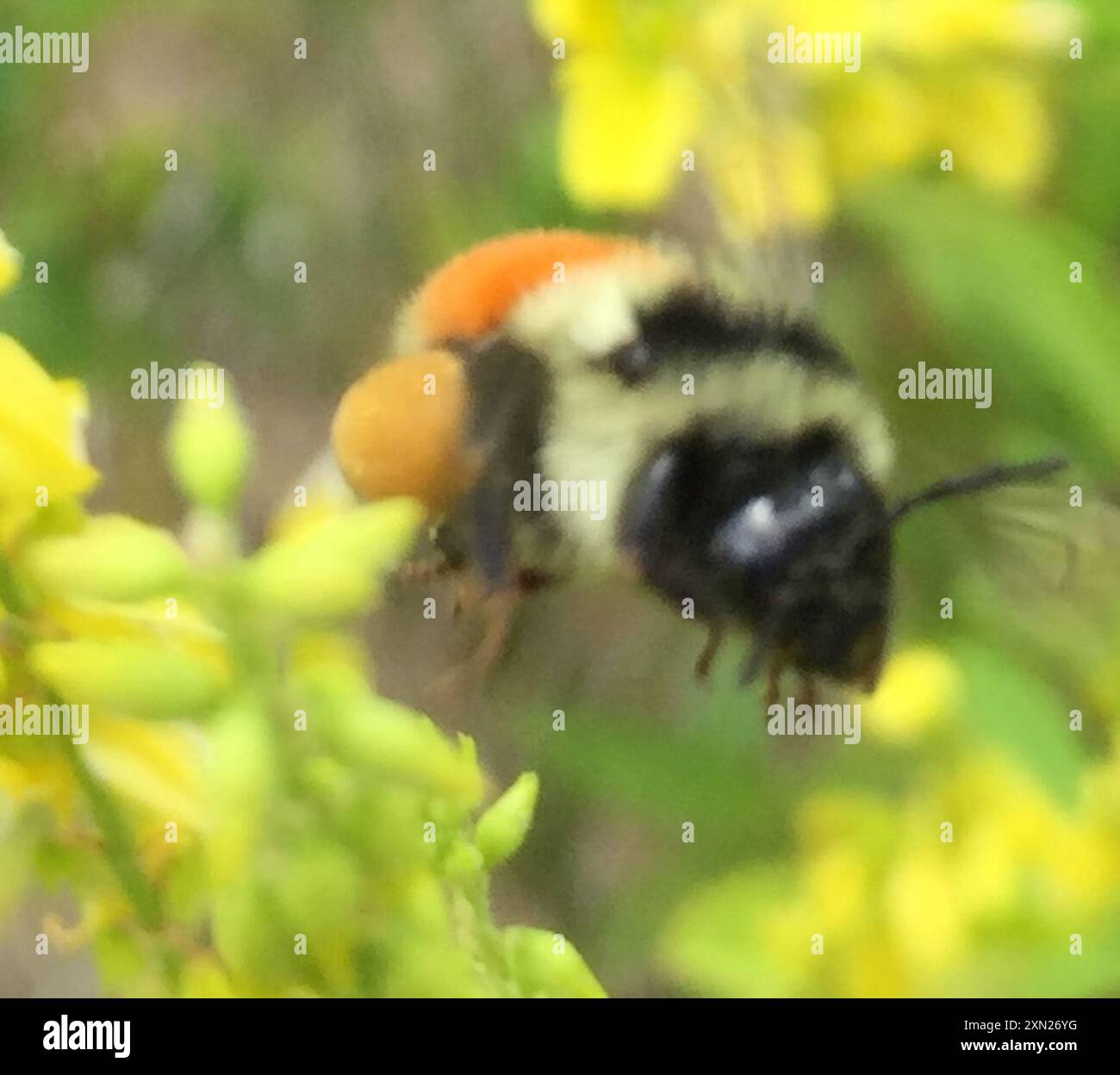 Tricolored Bumble Bee (Bombus ternarius) Insecta Stock Photo - Alamy