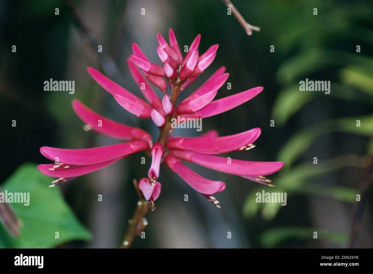 Coral Bean (Erythrina herbacea) Plantae Stock Photo - Alamy
