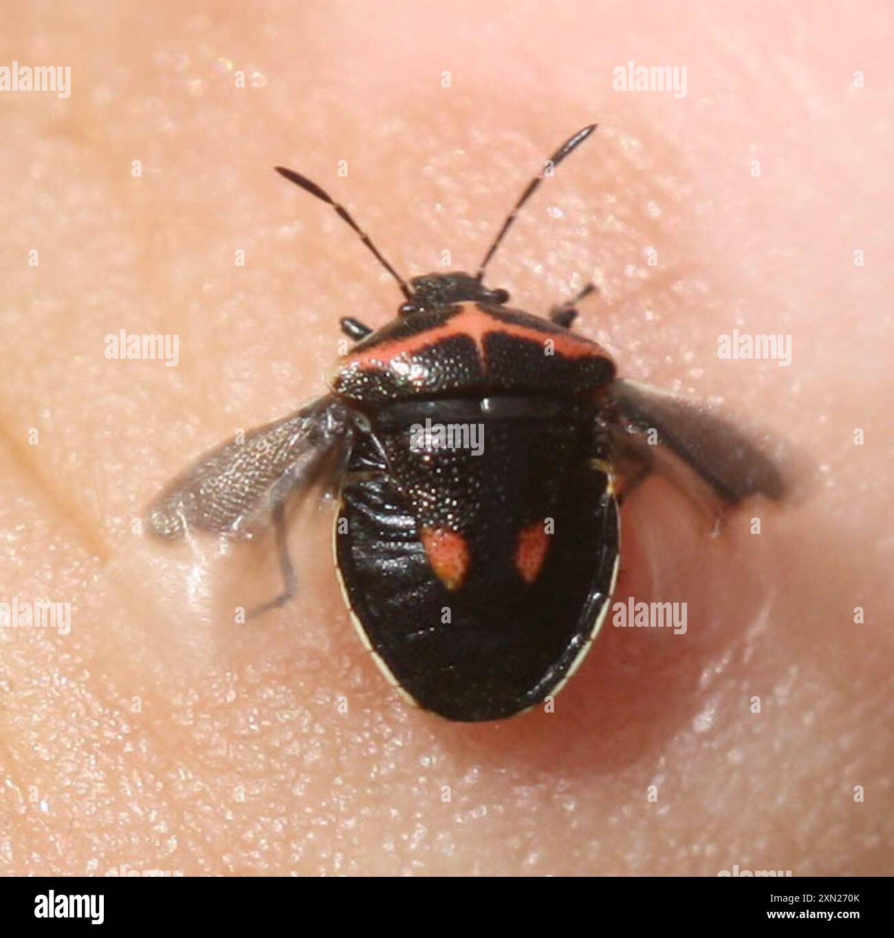 Twice-stabbed Stink Bug (Cosmopepla lintneriana) Insecta Stock Photo ...