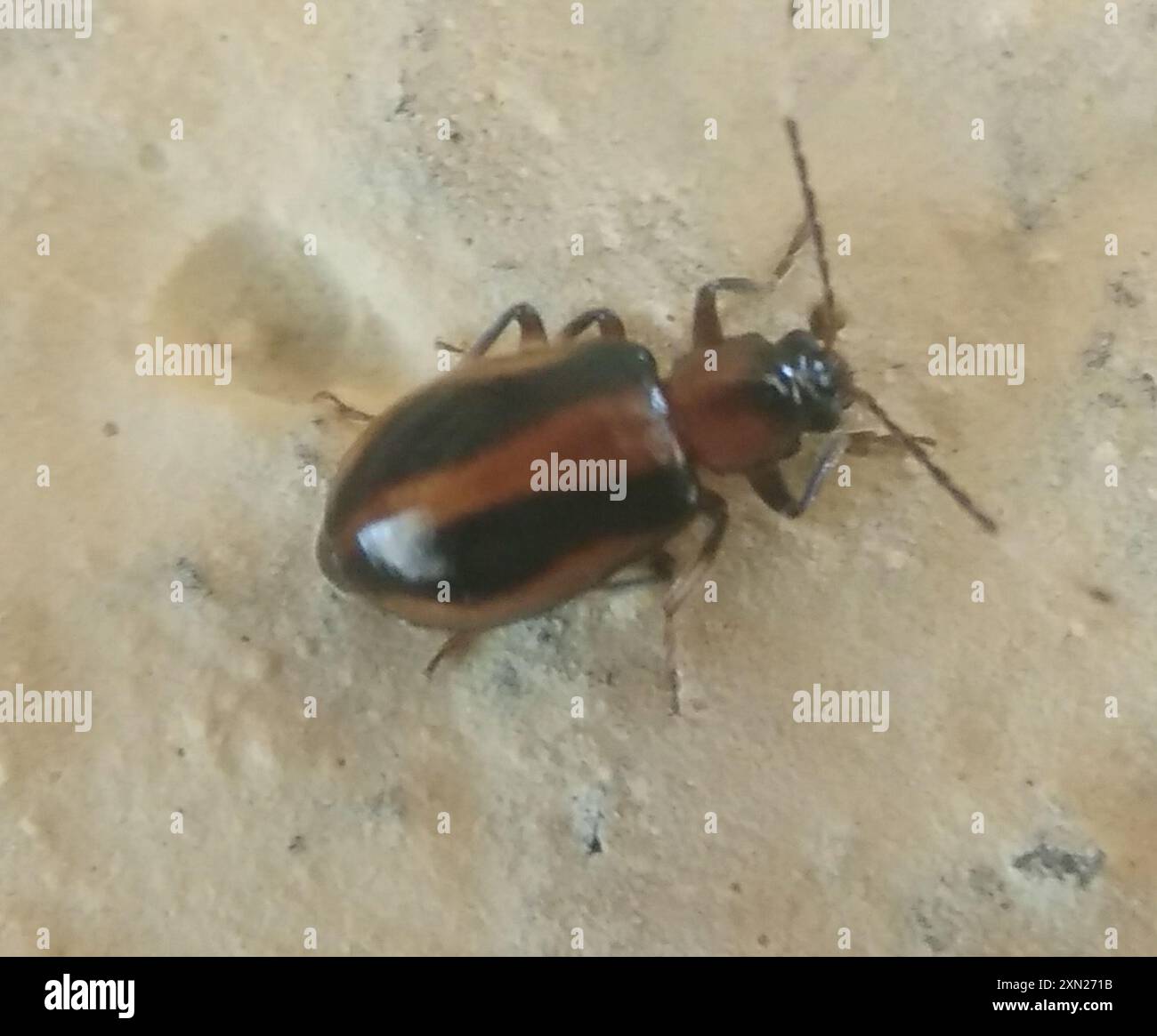 (Medythia suturalis) Insecta Stock Photo - Alamy