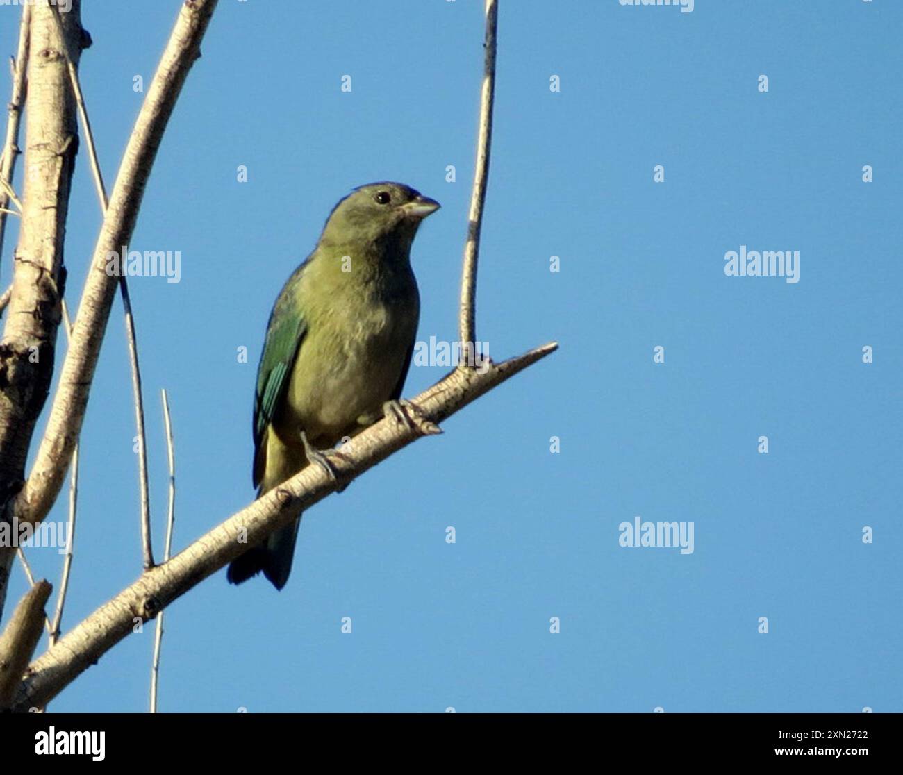 Sayaca Tanager (Thraupis sayaca) Aves Stock Photo - Alamy