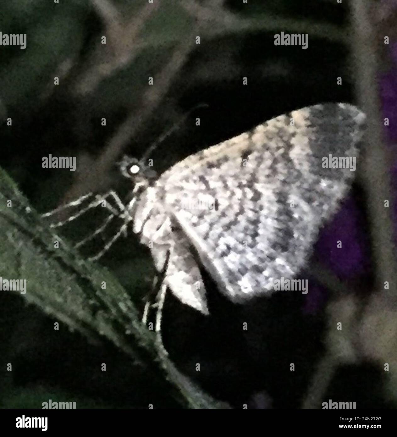 Somber Carpet Moth (Disclisioprocta stellata) Insecta Stock Photo - Alamy