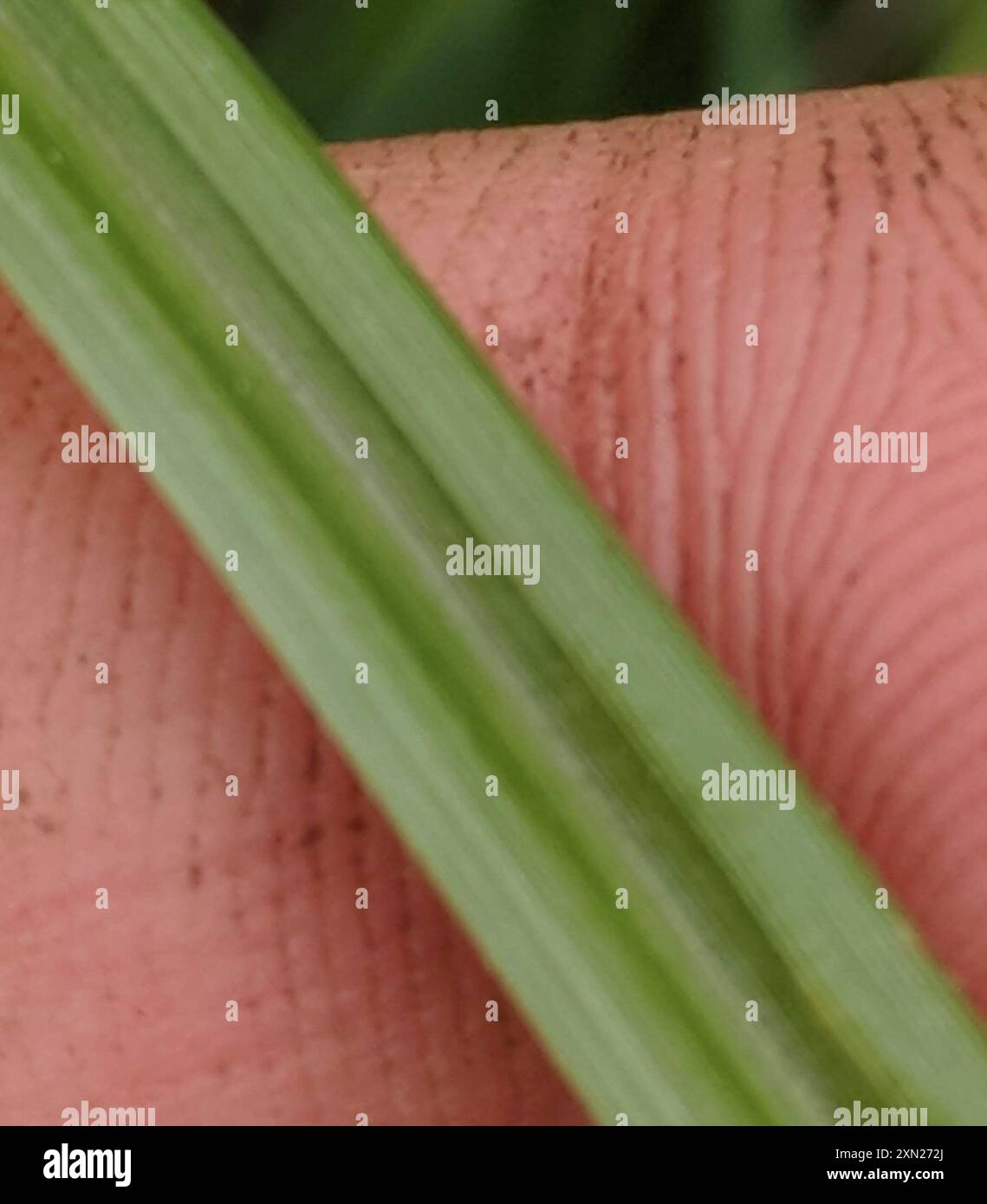 straw-colored flatsedge (Cyperus strigosus) Plantae Stock Photo - Alamy
