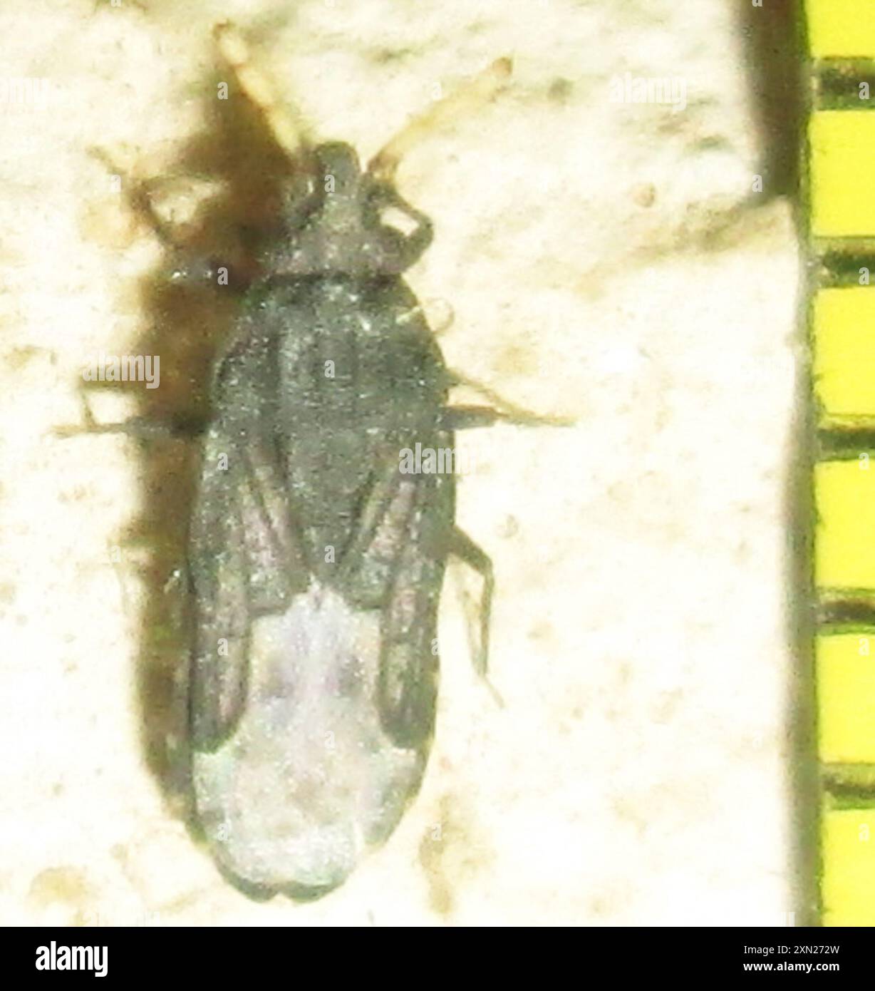 (Aradus flavicornis) Insecta Stock Photo - Alamy