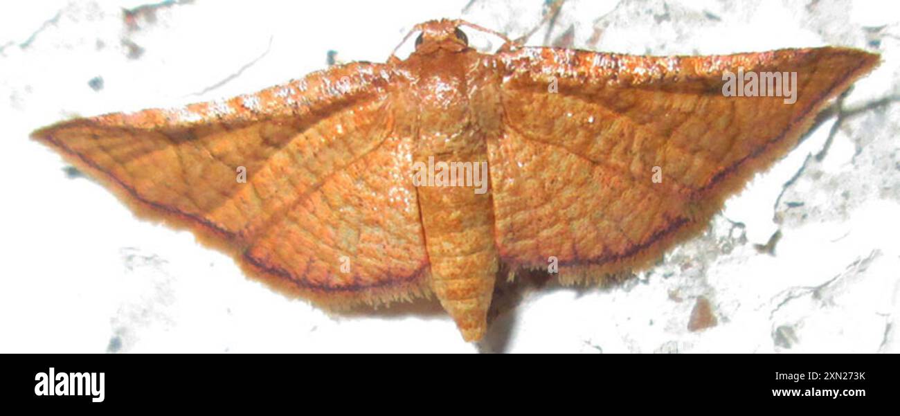 Rhodoneura hi-res stock photography and images - Alamy