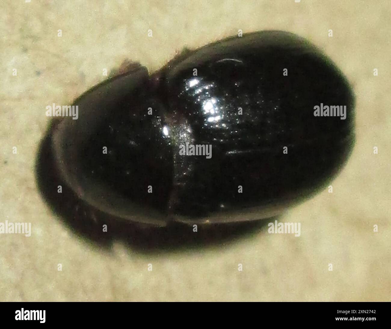 Scavenger and Pill Scarab Beetles (Hybosoridae) Insecta Stock Photo - Alamy