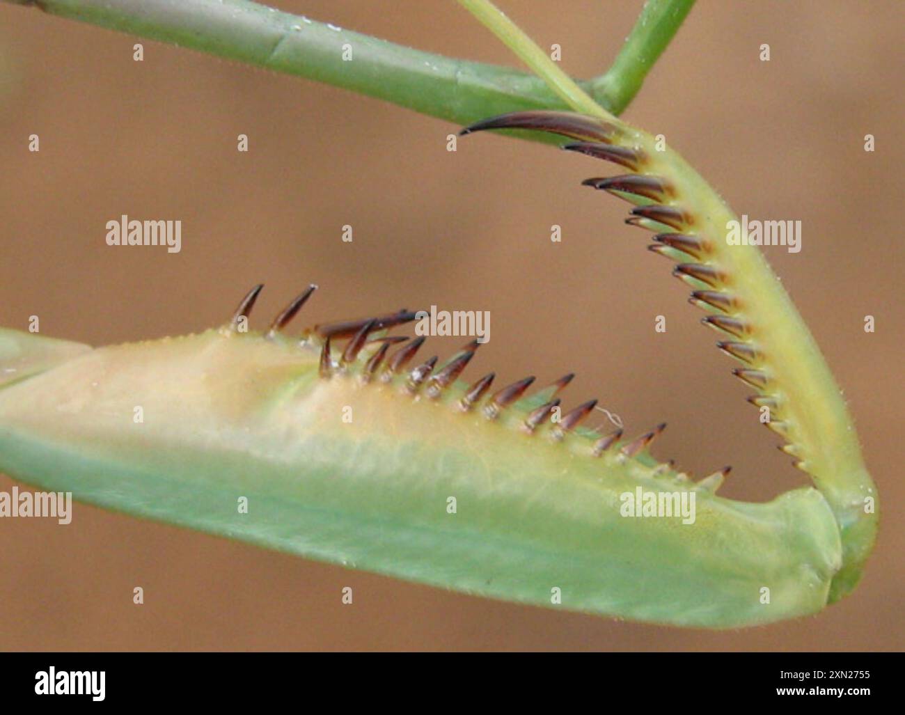 Common Green Mantis (Sphodromantis gastrica) Insecta Stock Photo - Alamy