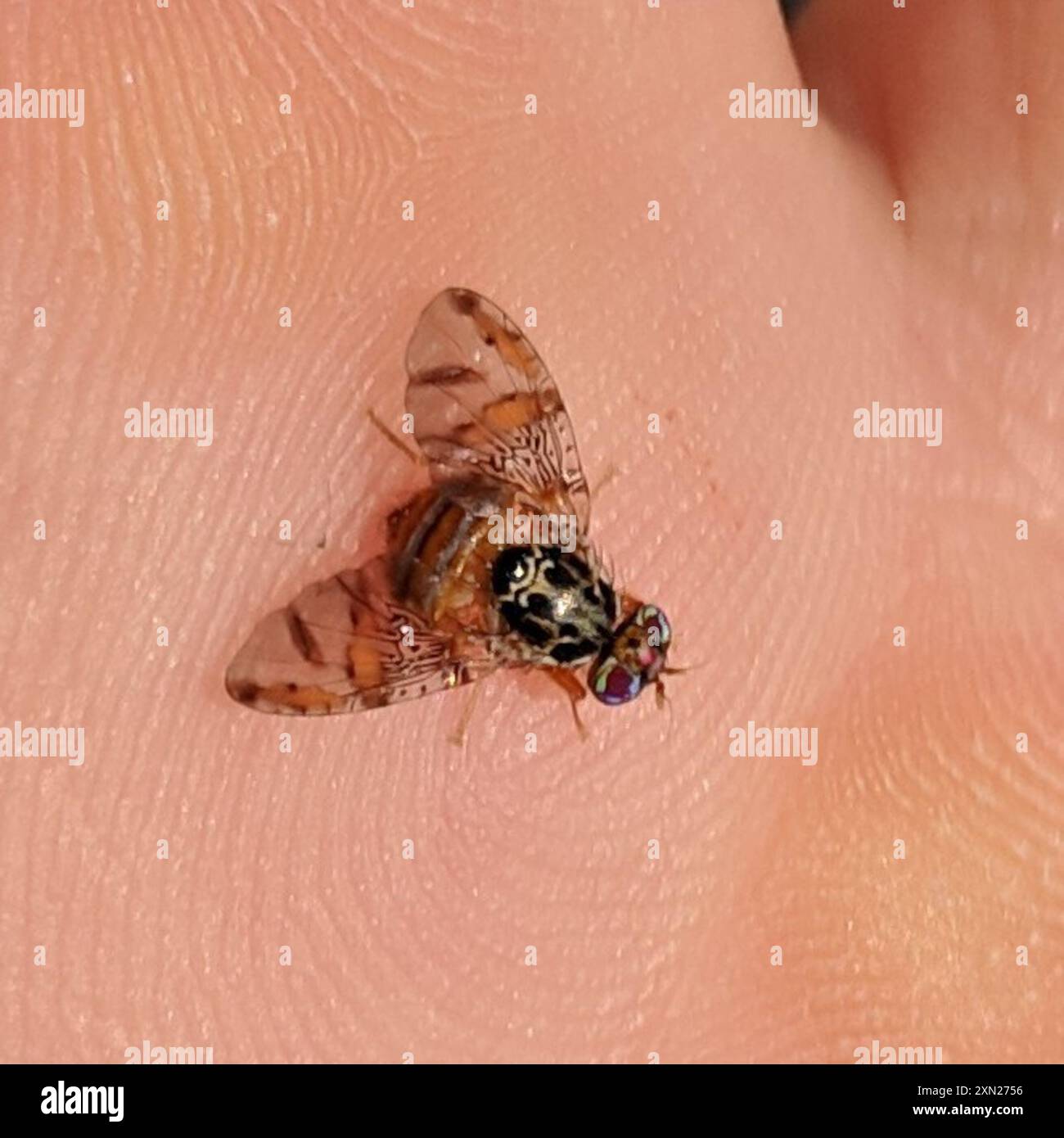 Mediterranean Fruit Fly (Ceratitis capitata) Insecta Stock Photo - Alamy