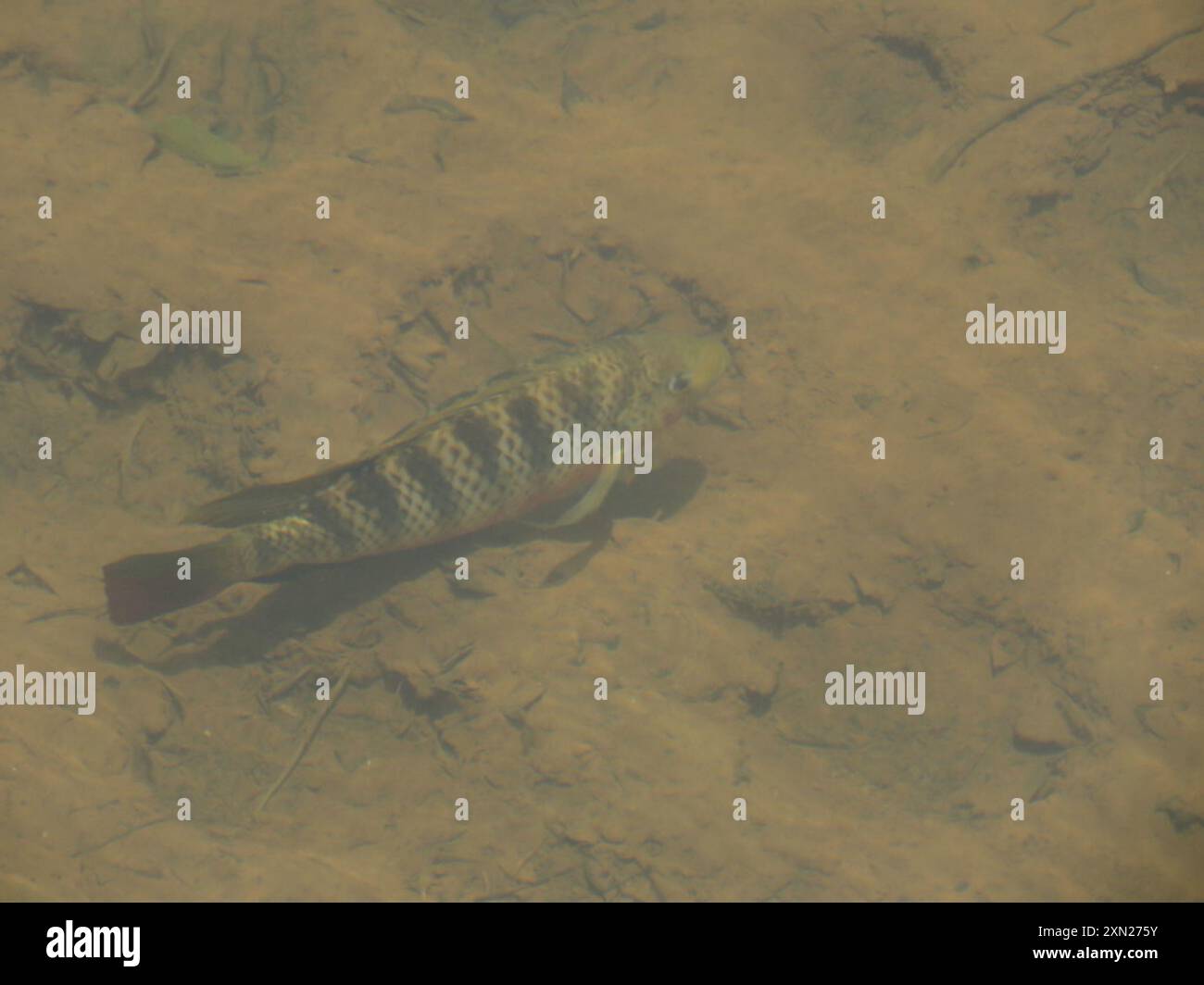 Redbreast Tilapia (Coptodon rendalli) Actinopterygii Stock Photo - Alamy