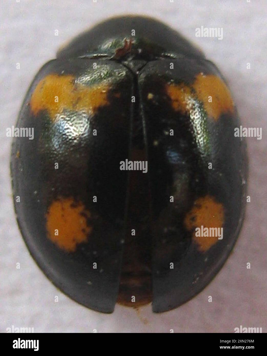 Lady Beetles (Coccinellidae) Insecta Stock Photo - Alamy