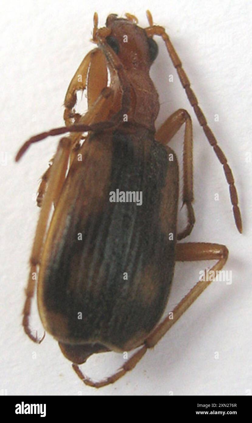 (Brachinus armiger) Insecta Stock Photo - Alamy